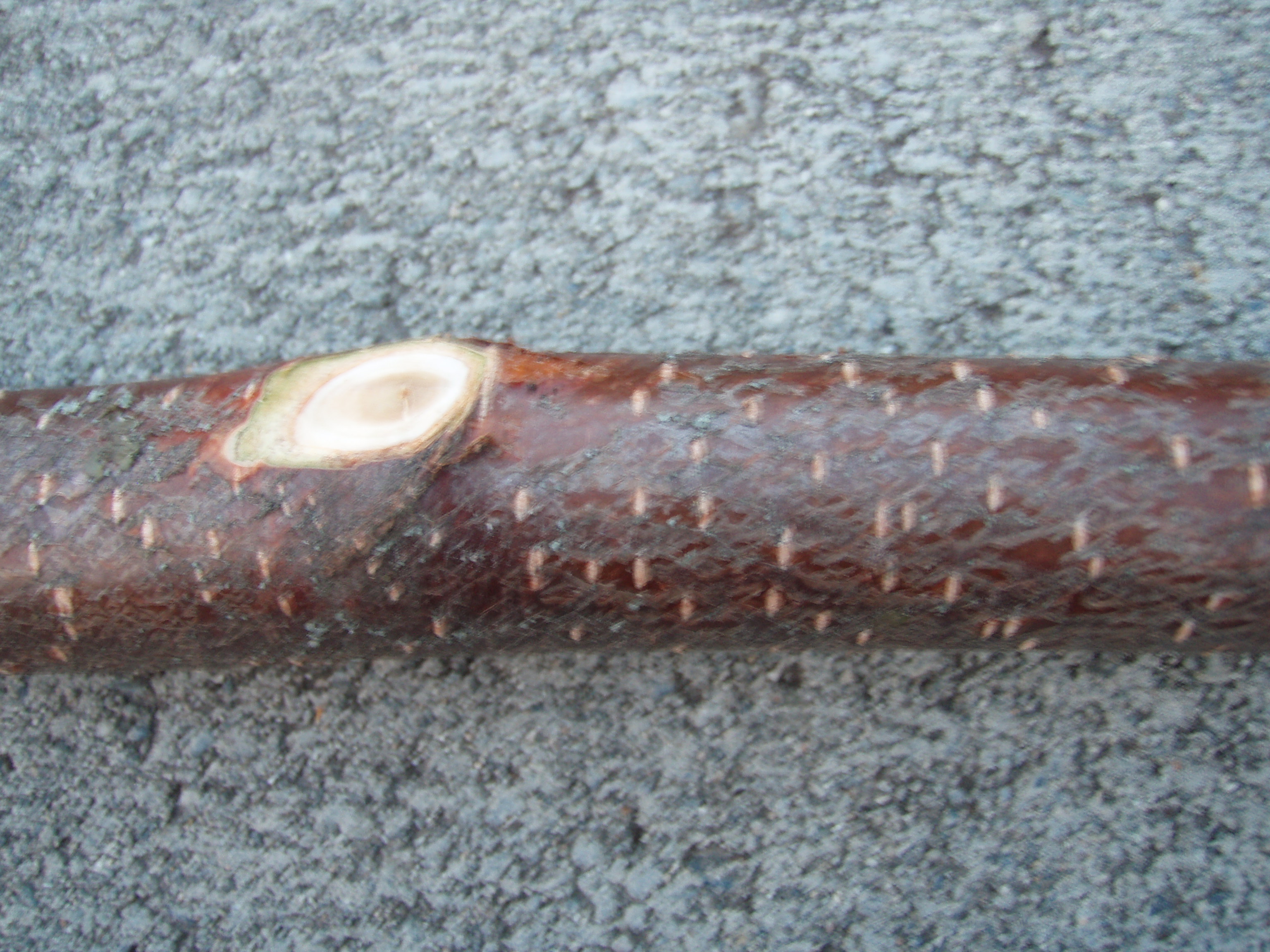 Carve a Staff / Walking Stick : 16 Steps (with Pictures) - Instructables