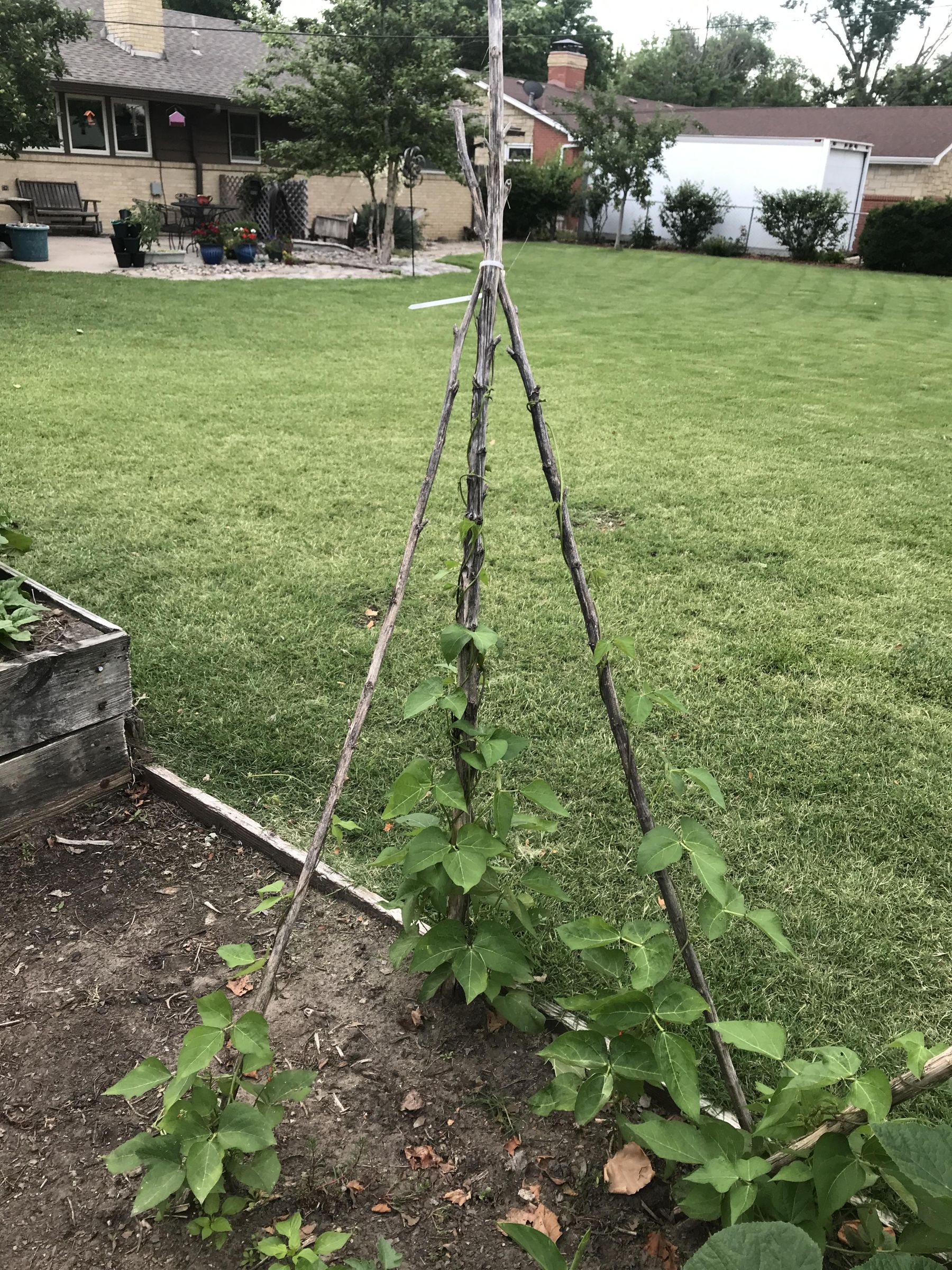 Bean Ladder : 4 Steps (with Pictures) - Instructables