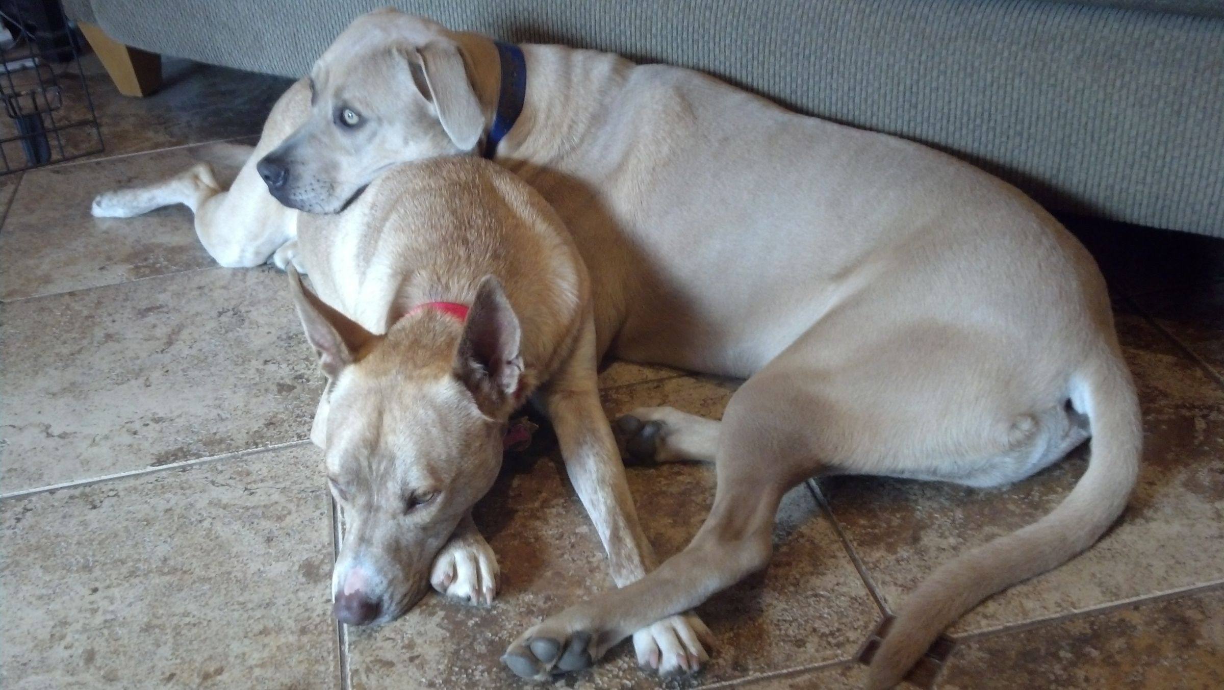 Raised Dog Food Bowls : 7 Steps (with Pictures) - Instructables