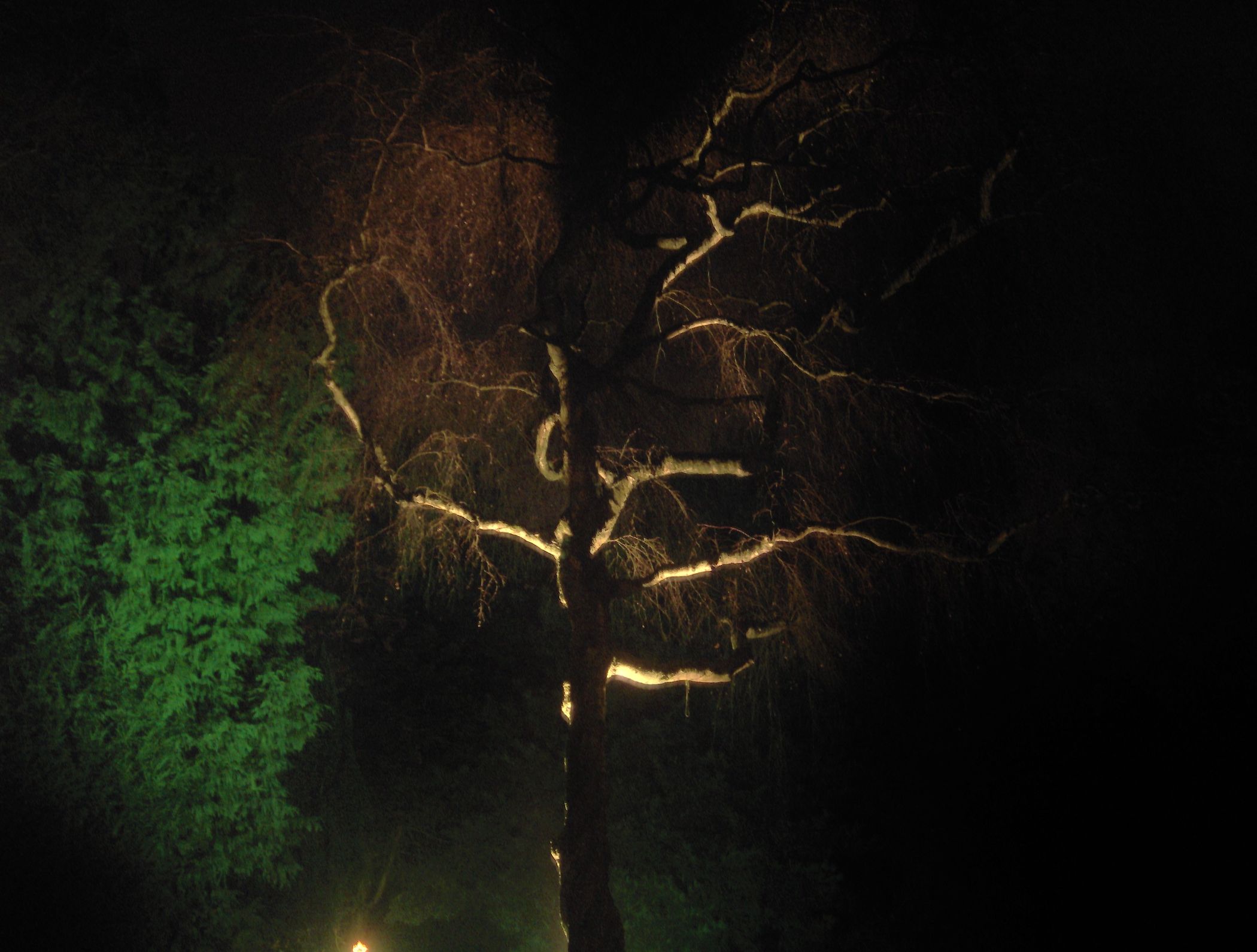 Backlit Tree : 3 Steps - Instructables
