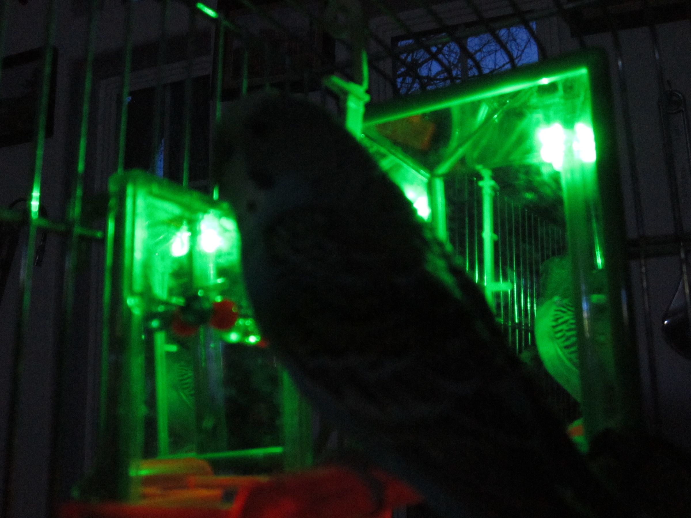 LED Color Changing Bird Toy! : 8 Steps - Instructables
