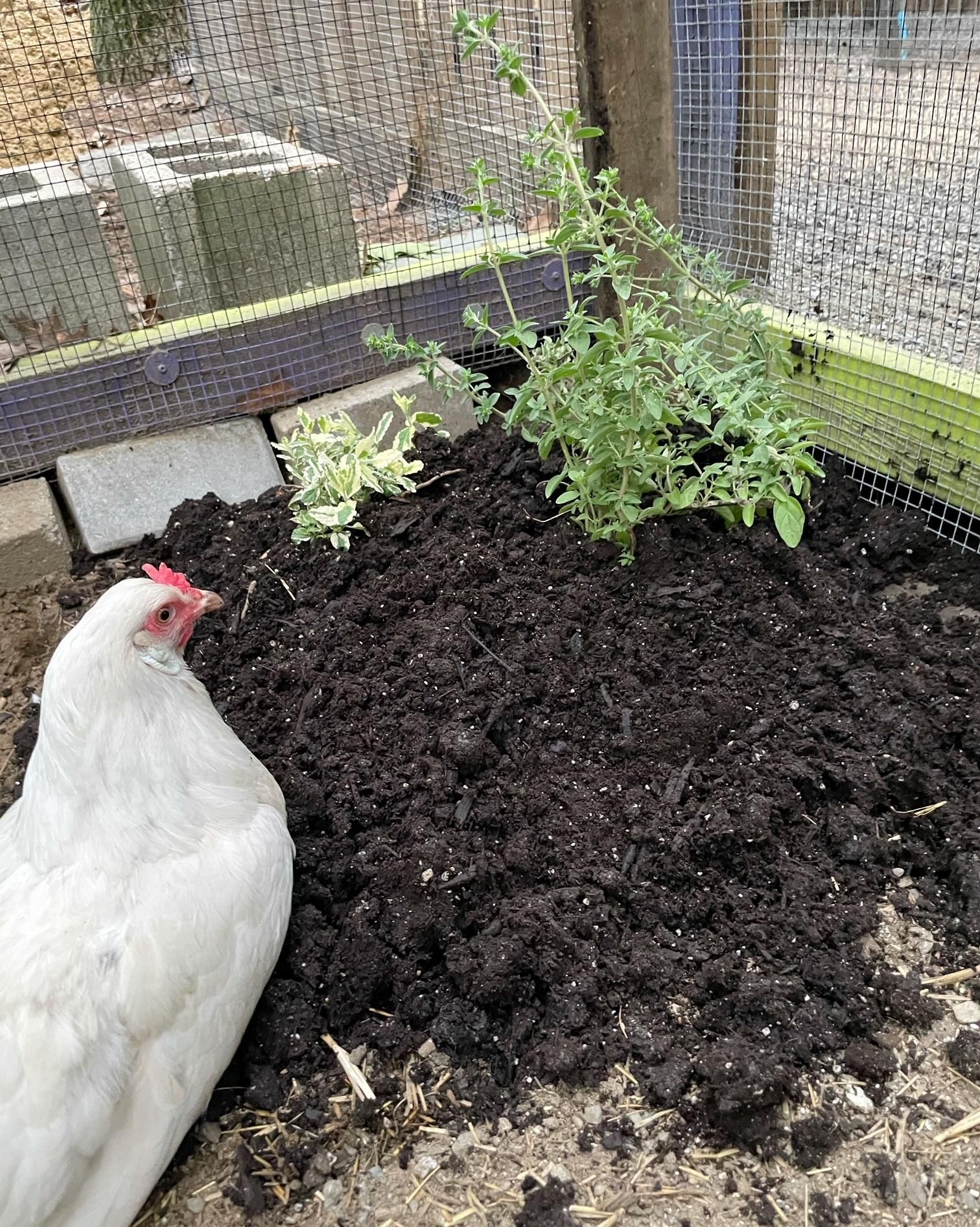 Grazing Frame for Backyard Chickens : 5 Steps (with Pictures ...