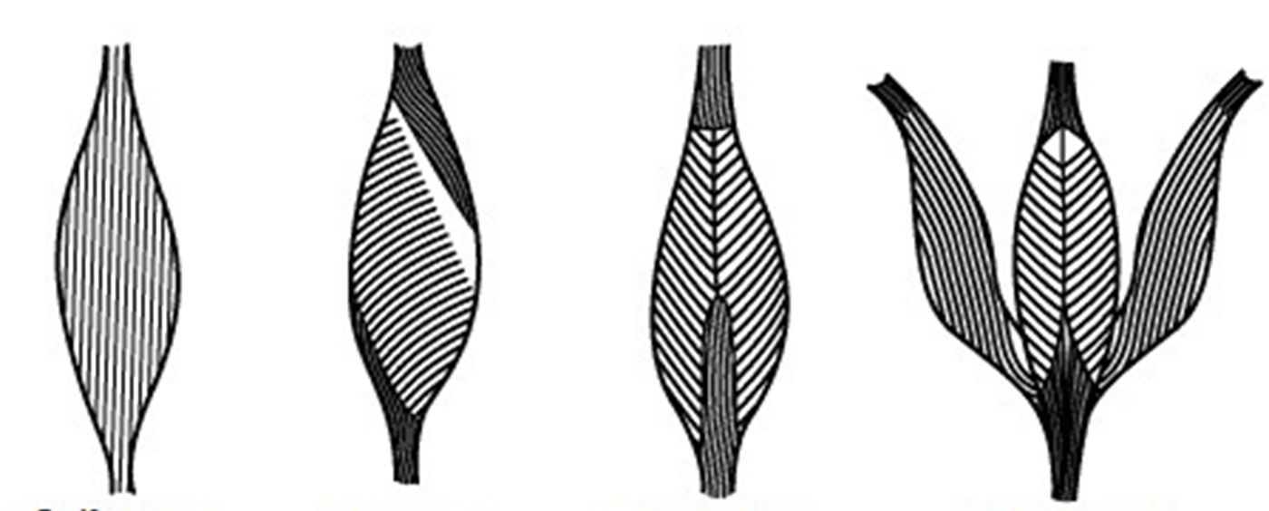 Spring Heel Shoes - 3D Print : 8 Steps (with Pictures) - Instructables