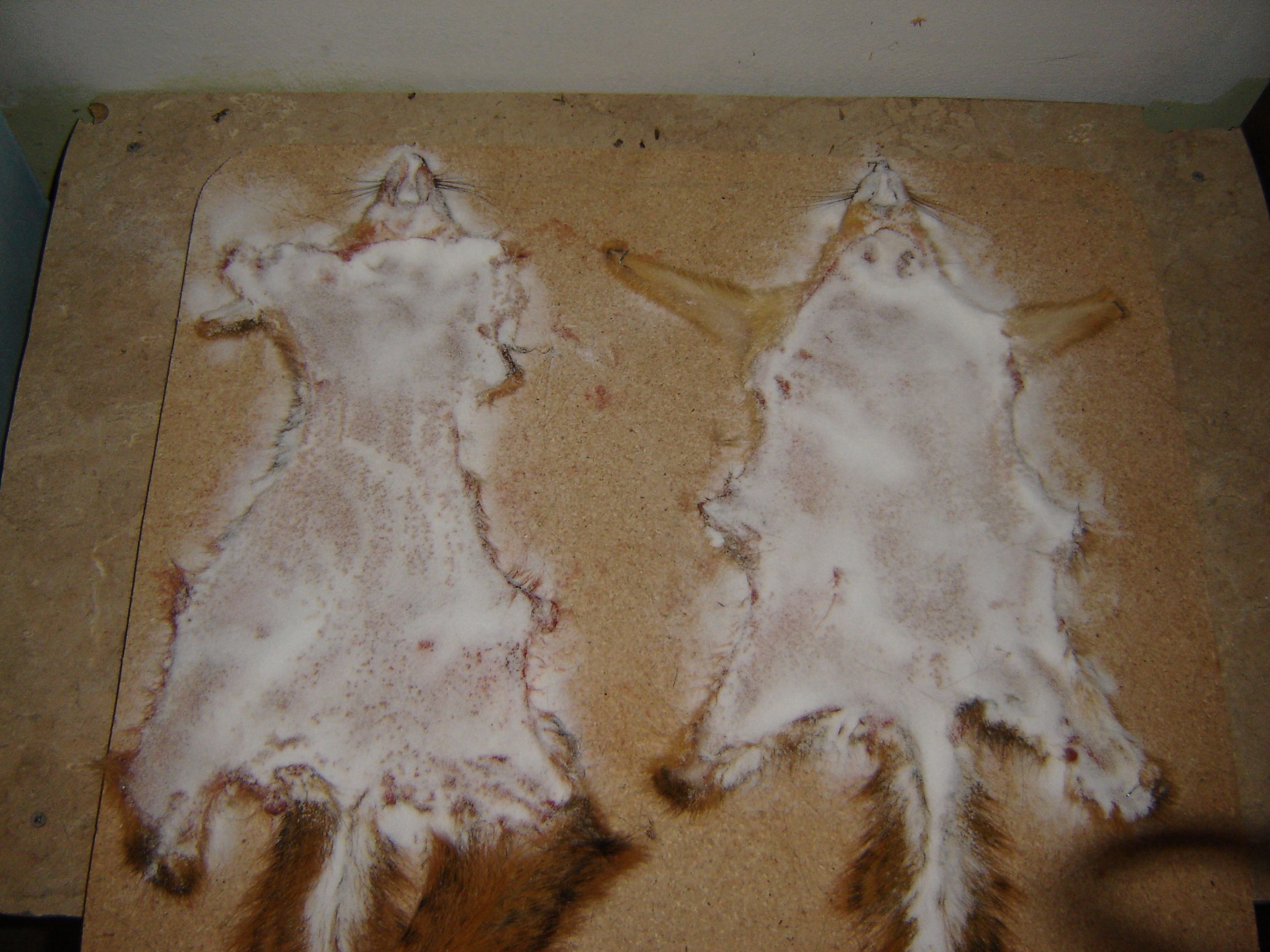 Curing Small Animal Pelts, Squirrels Rabbits Etc.. : 6 Steps ...