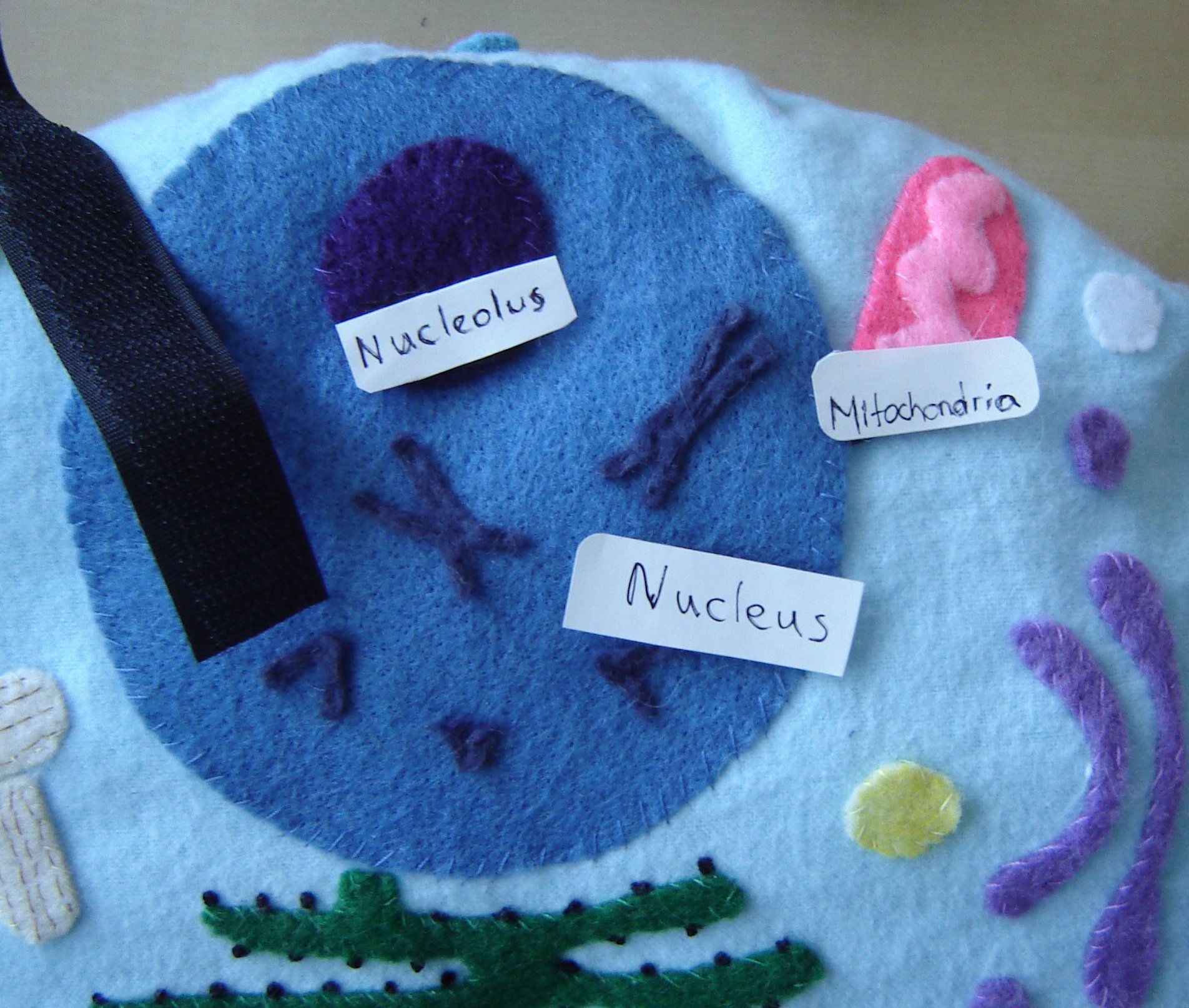 Plush Cell Model : 13 Steps (with Pictures) - Instructables