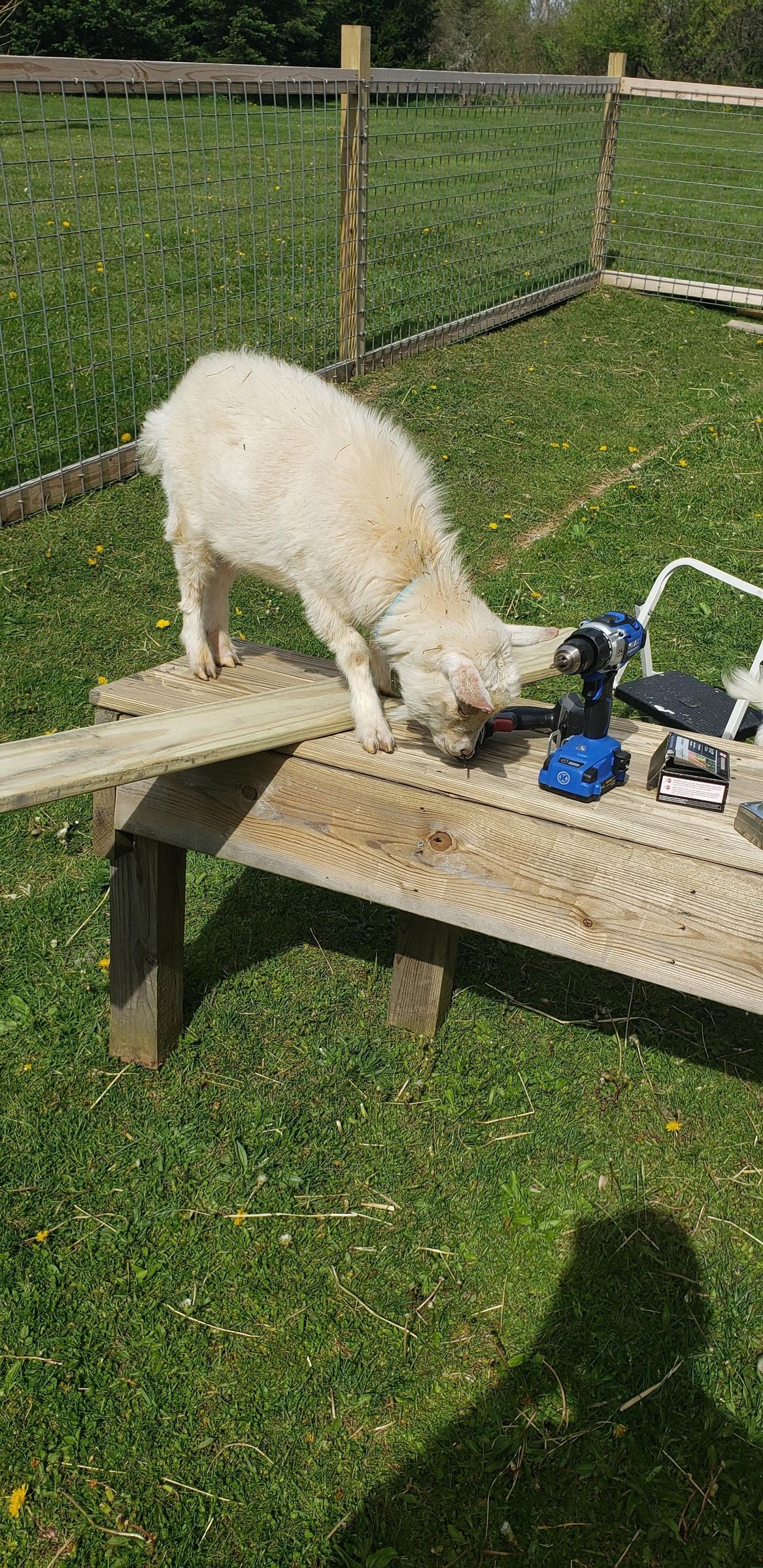 Goat Tower With Slide : 8 Steps (with Pictures) - Instructables