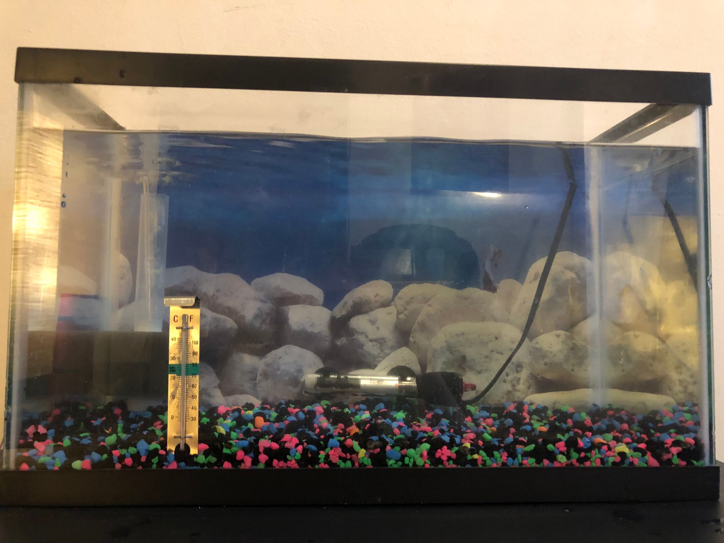 Cleaning and Preparing a Fish Tank : 10 Steps - Instructables