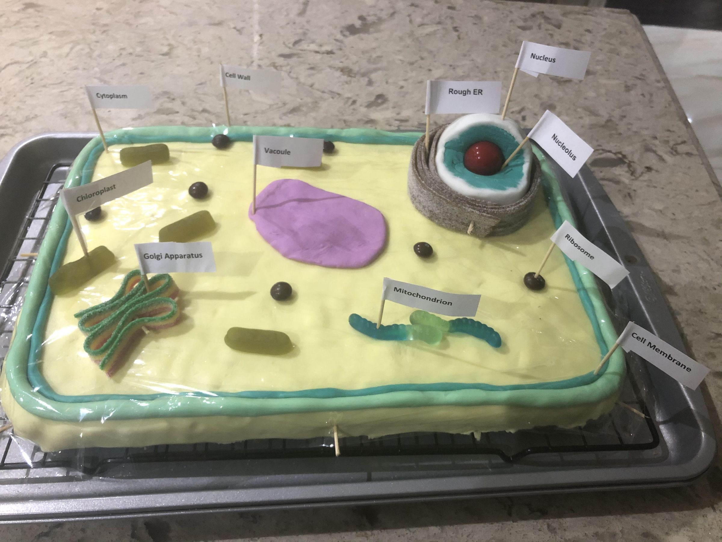 Plant Cell Golgi Body Candy