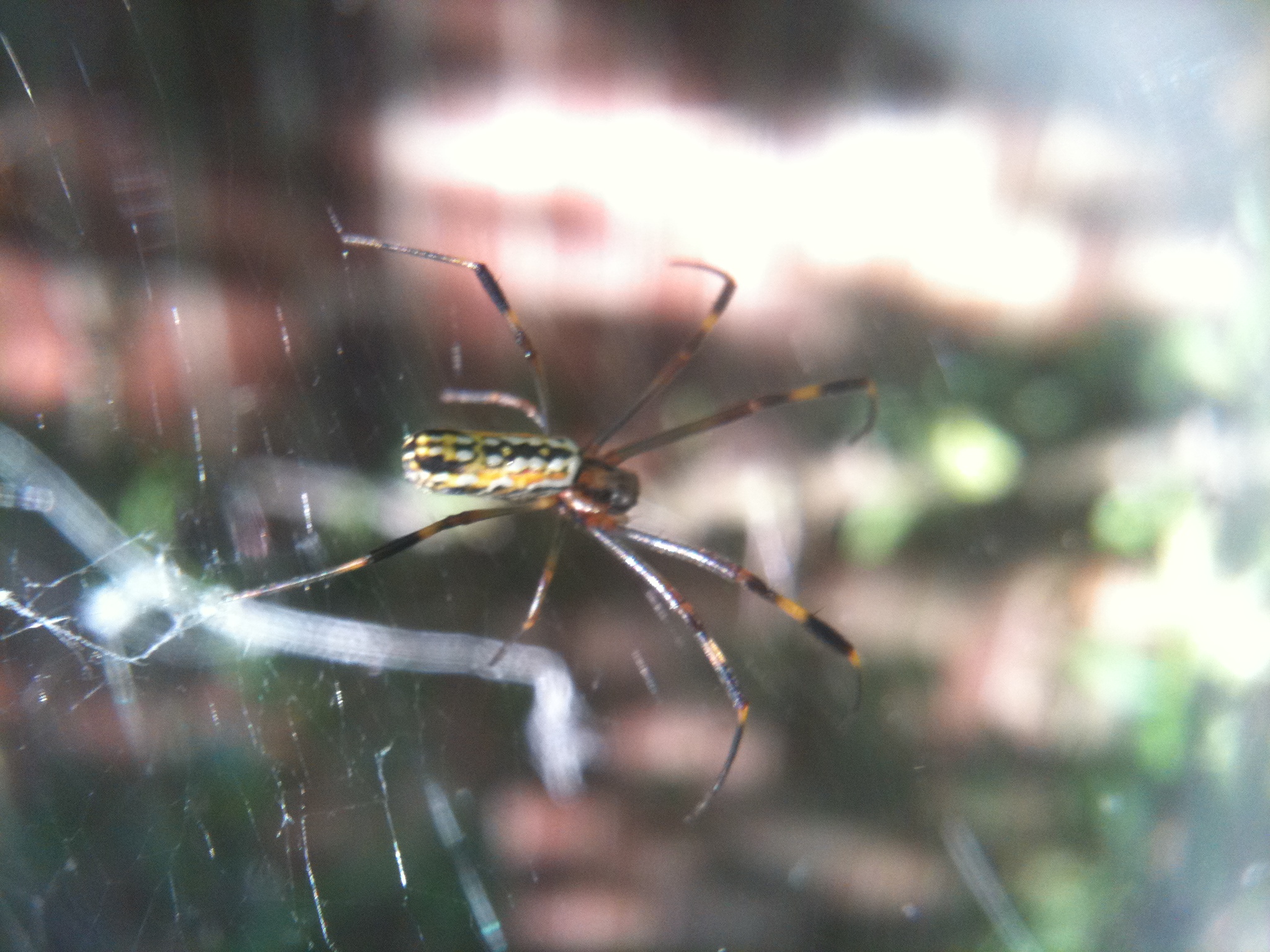 How to Make Spider Silk Thread : 8 Steps (with Pictures) - Instructables