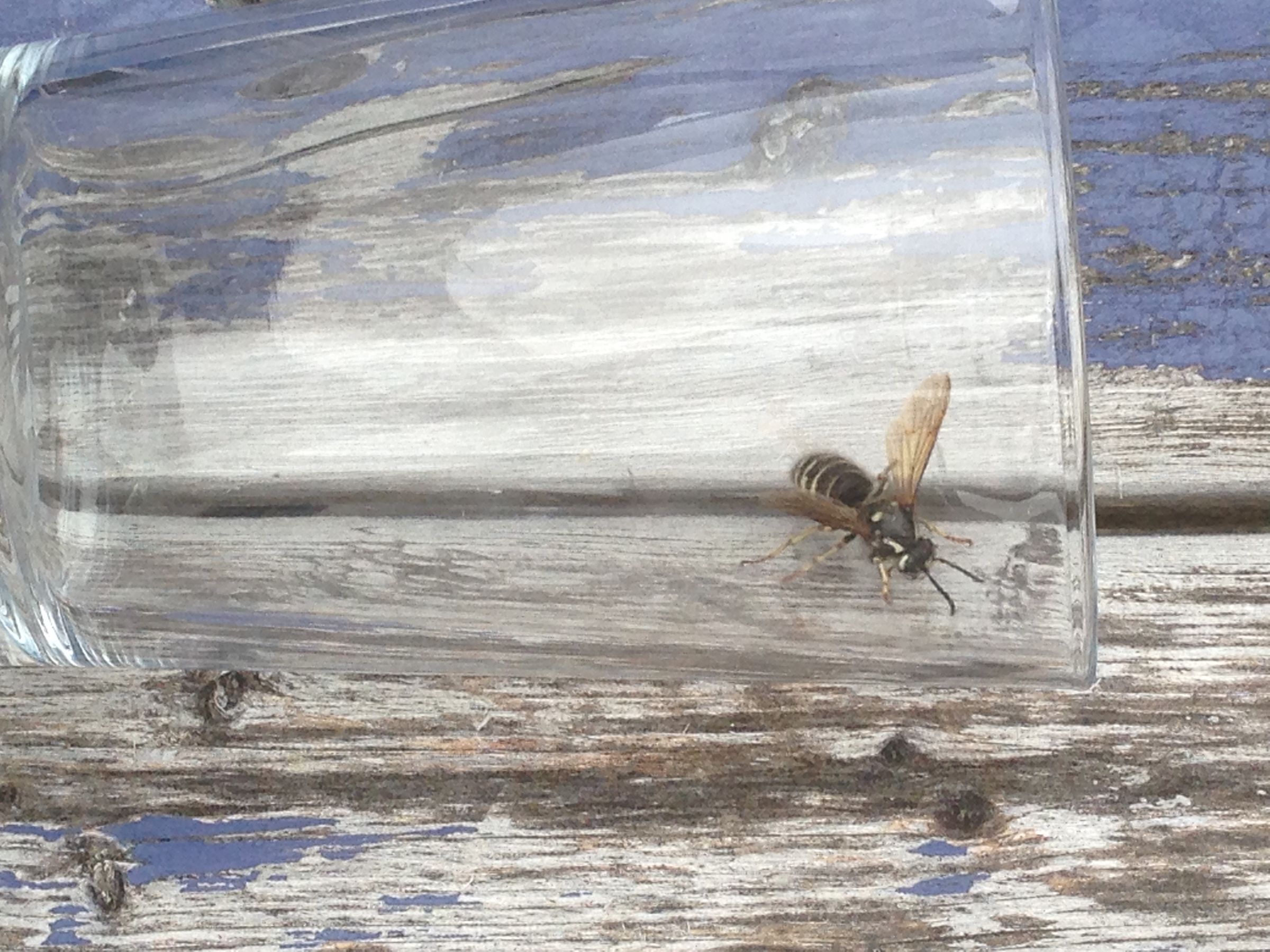Catch and Release Insects : 5 Steps (with Pictures) - Instructables