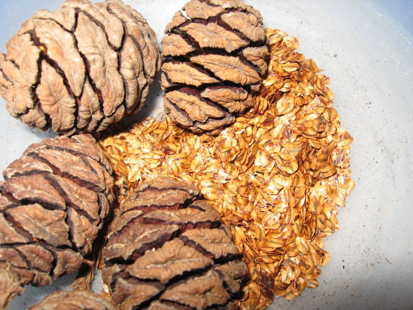 Grow Your Own Giant Sequoia Tree : 6 Steps (with Pictures) - Instructables