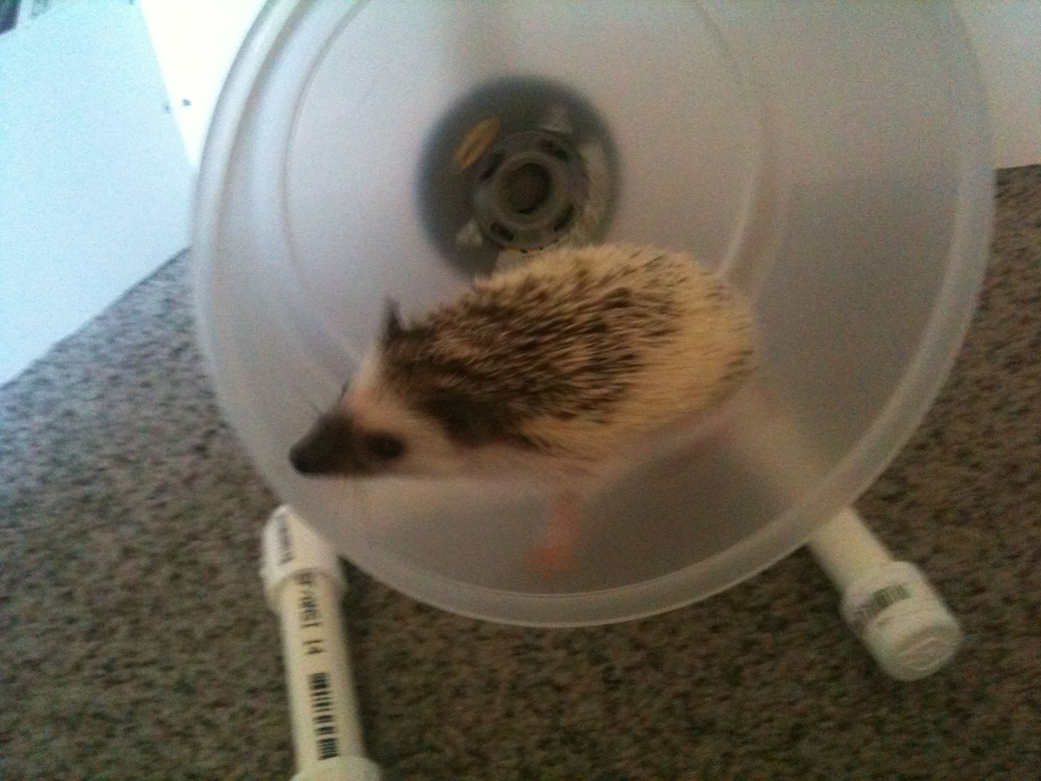 Silent Hedghog/Pet Wheel : 6 Steps (with Pictures) - Instructables