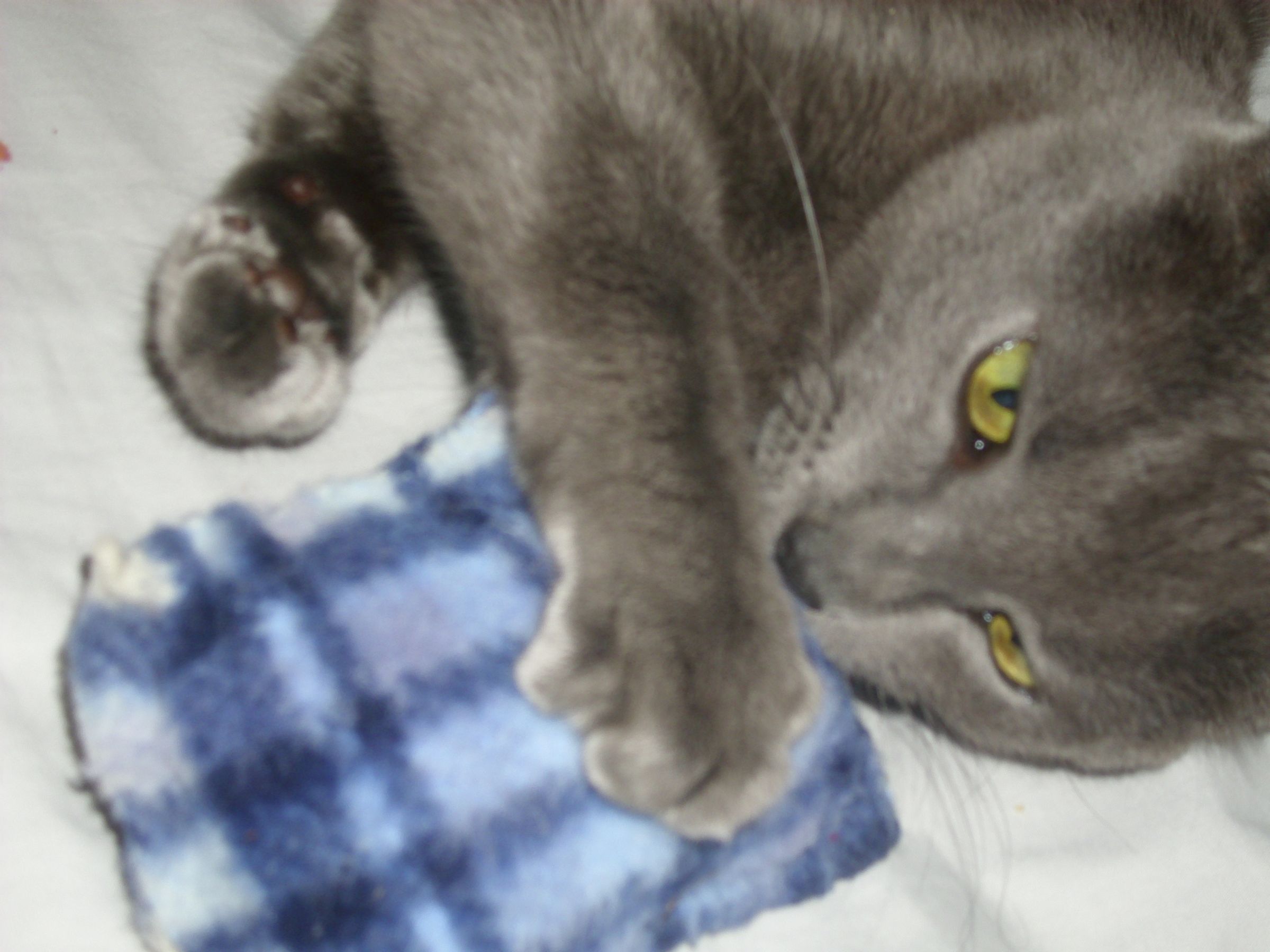 Catnip Cat Toys : 5 Steps (with Pictures) - Instructables