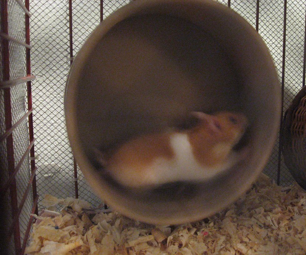 Very Silent Homemade Hamster Wheel Using an Old Hard Disk Drive : 15 ...