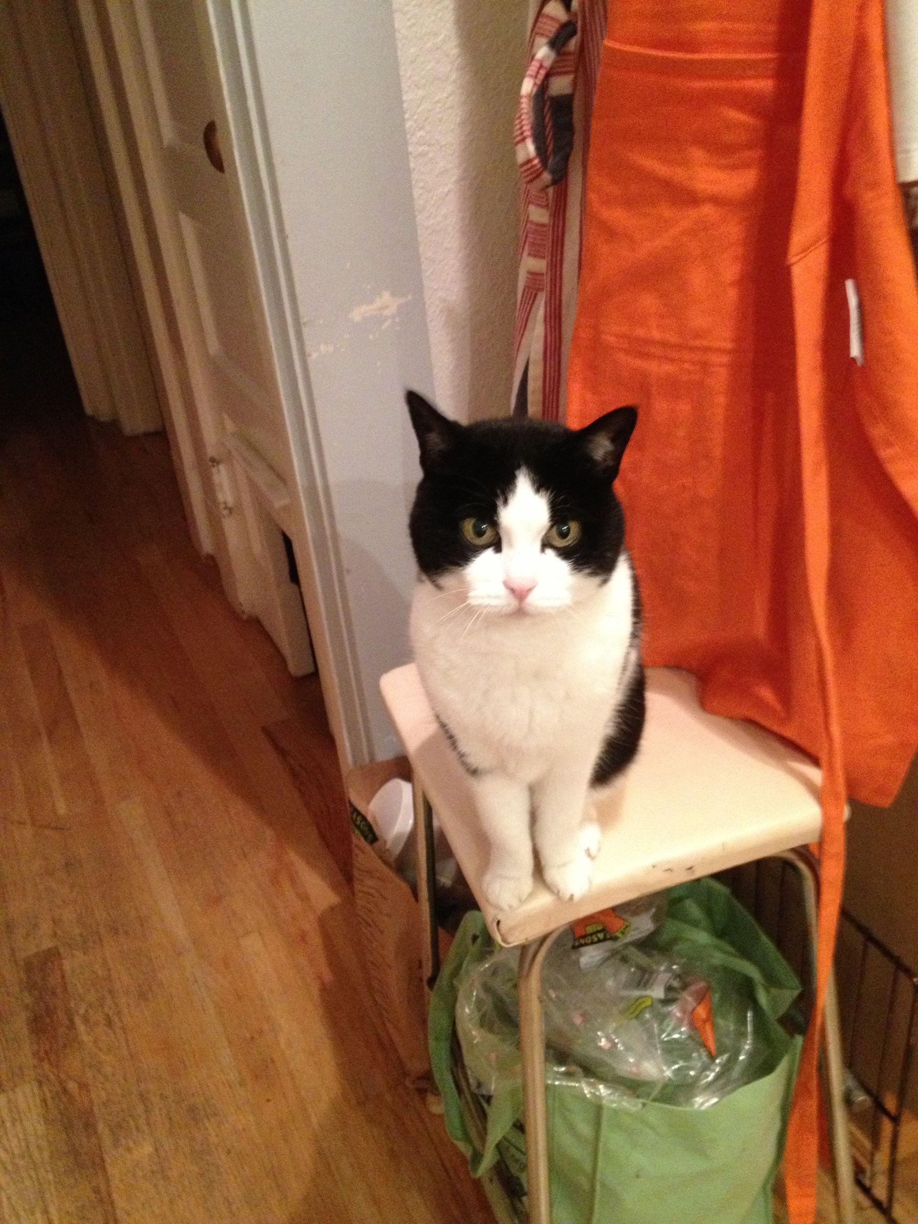 Feeding the Cat : 5 Steps - Instructables
