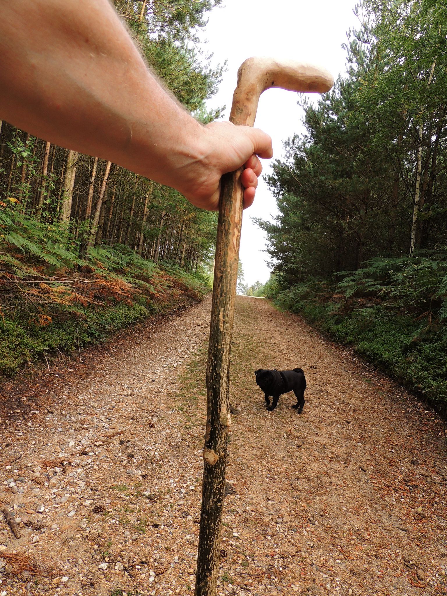 Hand-made Walking Stick/crook : 5 Steps - Instructables