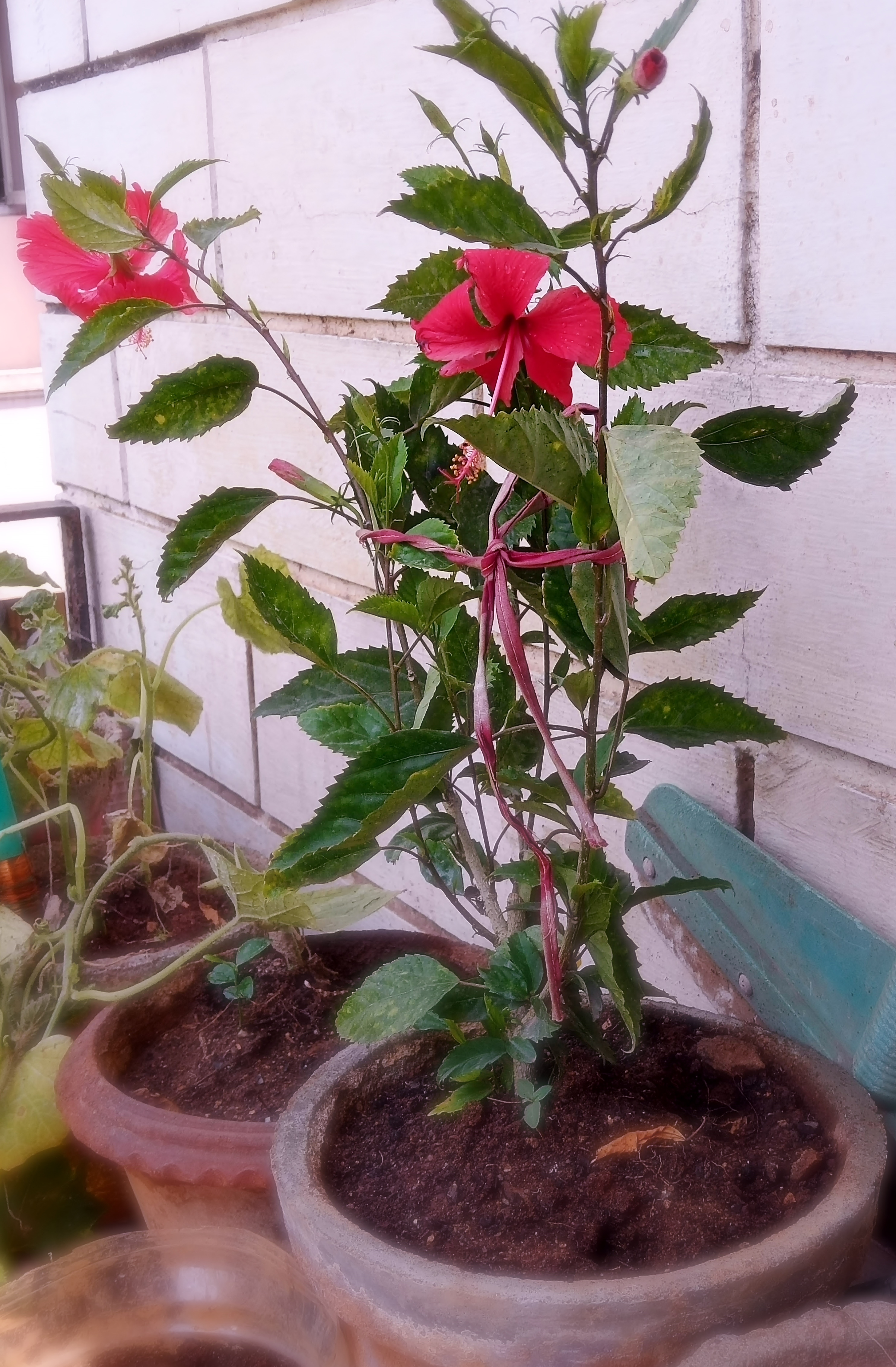 Steps to Grow Plants From Stem Cuttings : 7 Steps (with Pictures ...