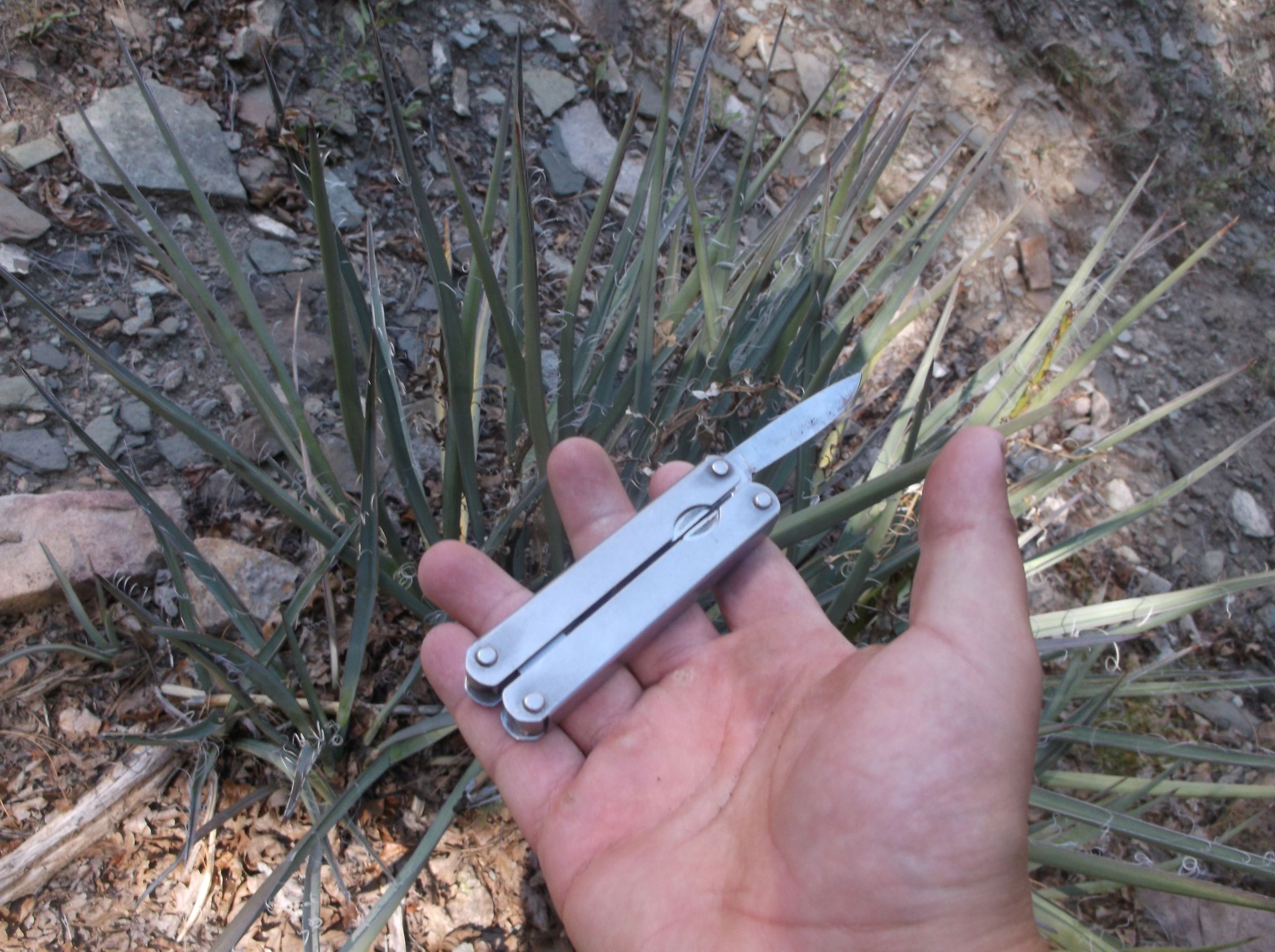 Processing Yucca Fibre With Primitive Tools : 6 Steps (with Pictures ...