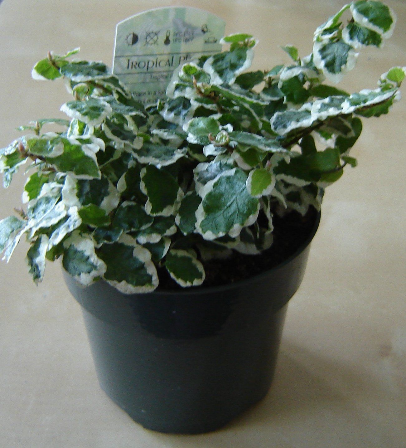 Floppy Disk Planter : 9 Steps (with Pictures) - Instructables