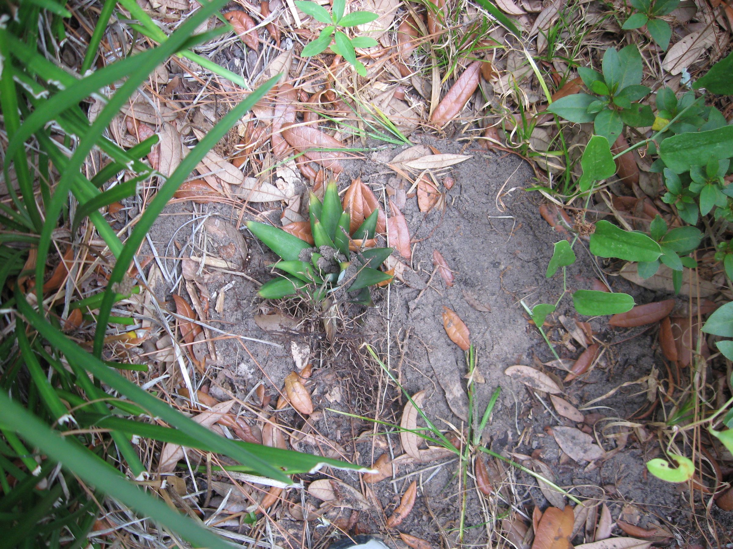 How to Grow Pineapples : 7 Steps (with Pictures) - Instructables