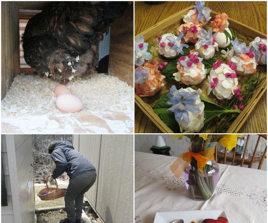 The Life of an Egg : 9 Steps (with Pictures) - Instructables