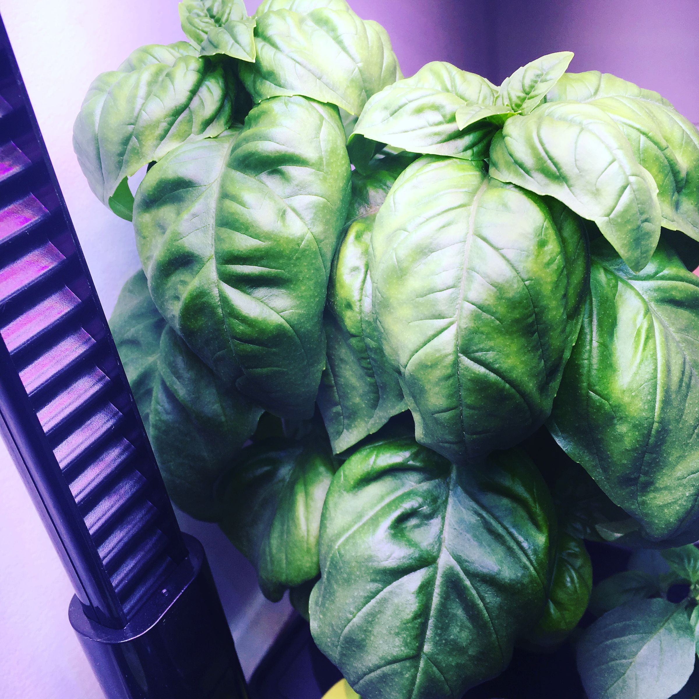 Harvesting Basil : 5 Steps (with Pictures) - Instructables