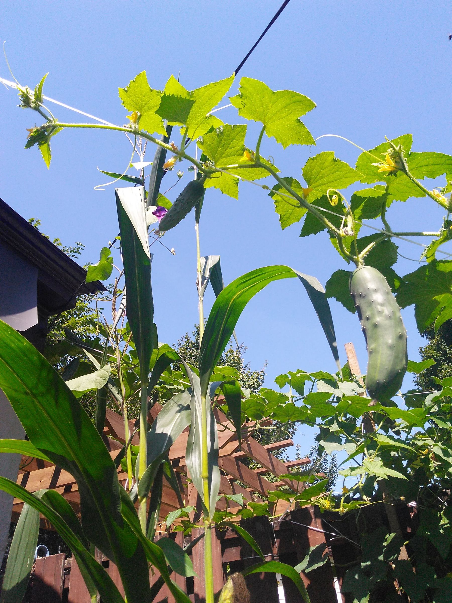 Bucket Pickles : 5 Steps (with Pictures) - Instructables