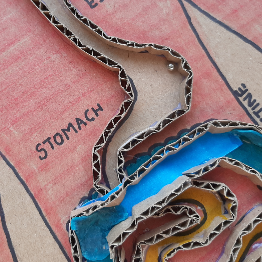 Interactive Digestive System : 9 Steps (with Pictures) - Instructables