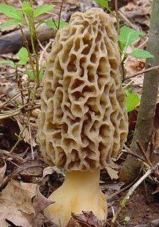 What Is Dry Land Fish(morels) : 6 Steps - Instructables