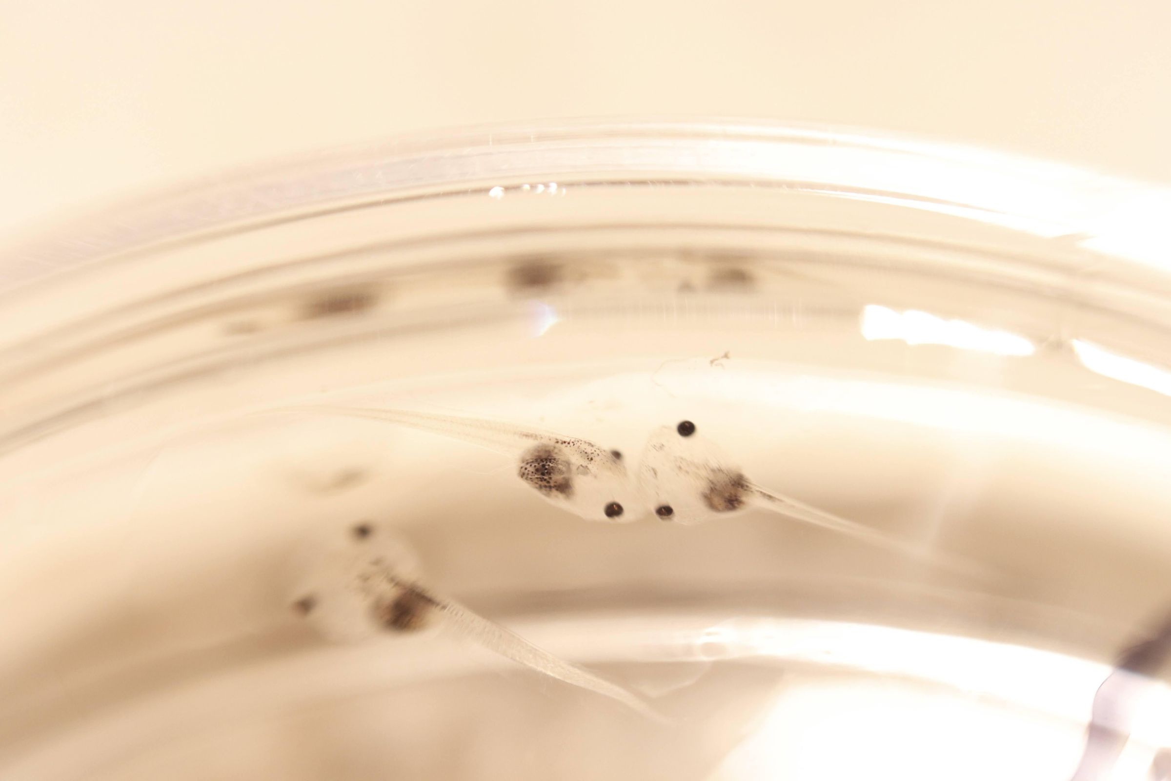 Turn Any Manual Lense to Macro Lenses (with 3D Printer) : 5 Steps (with ...