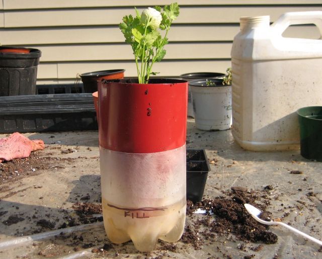 Self Watering Plant Container Out of a 2 Liter Bottle : 4 Steps (with ...