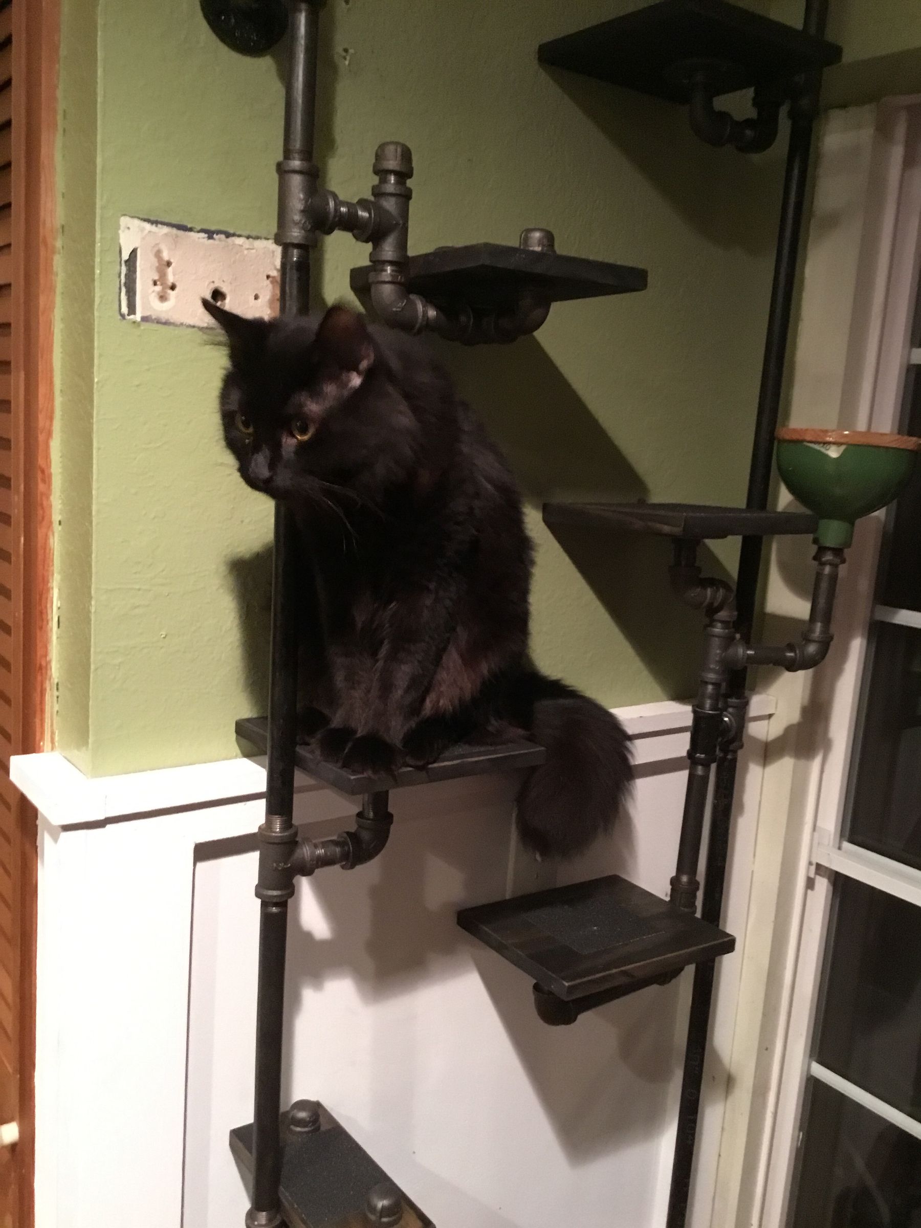 Cat Wall : 5 Steps (with Pictures) - Instructables