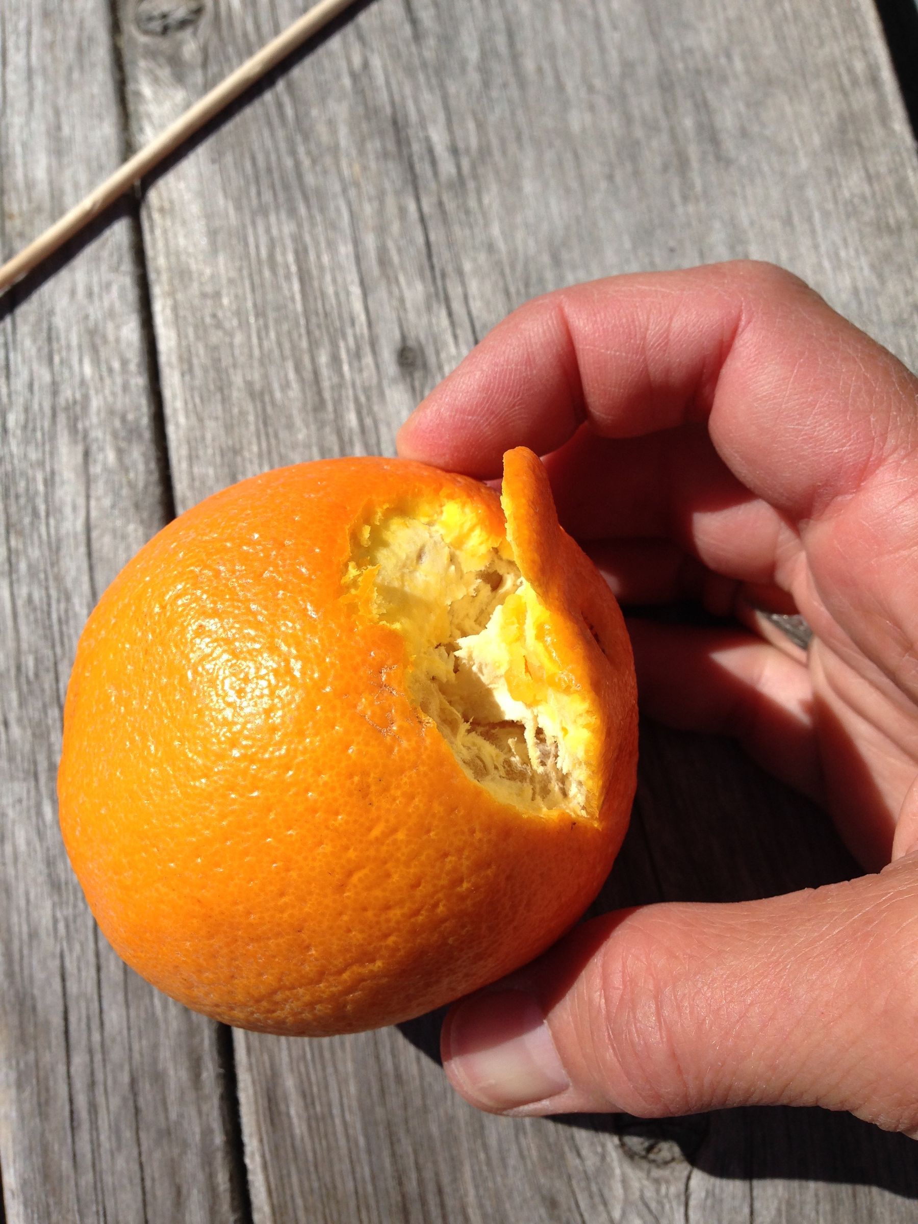 Orange Peel Skewers : 4 Steps (with Pictures) - Instructables