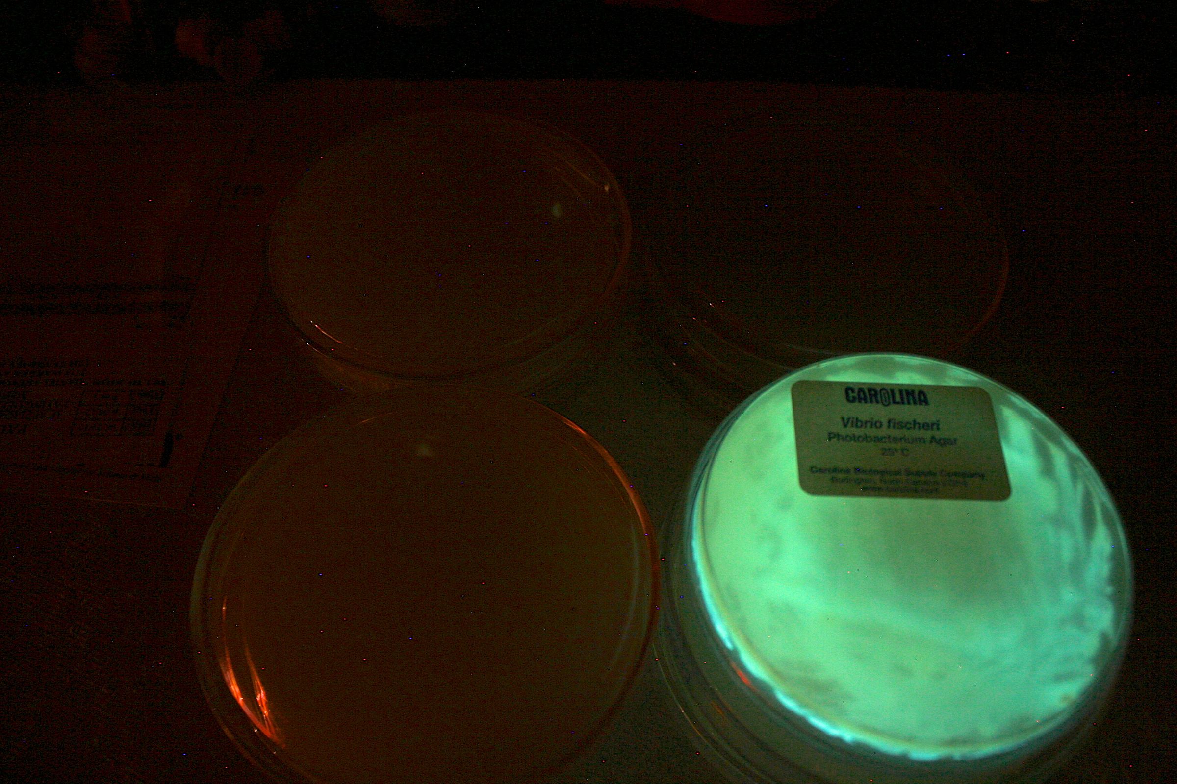 Bioluminescent Bacterial Lightbulb / Water Pollution Tester : 11 Steps ...