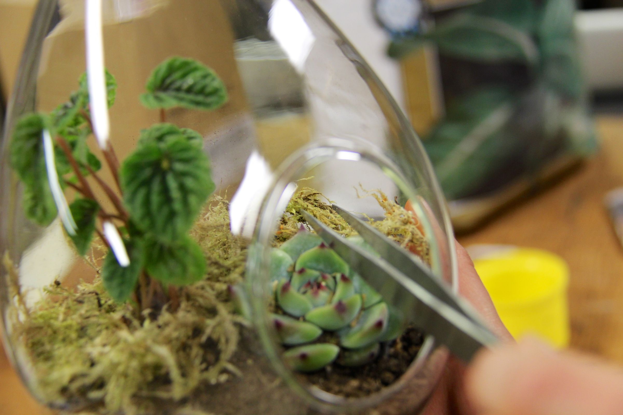 How to Make a Terrarium : 7 Steps (with Pictures) - Instructables