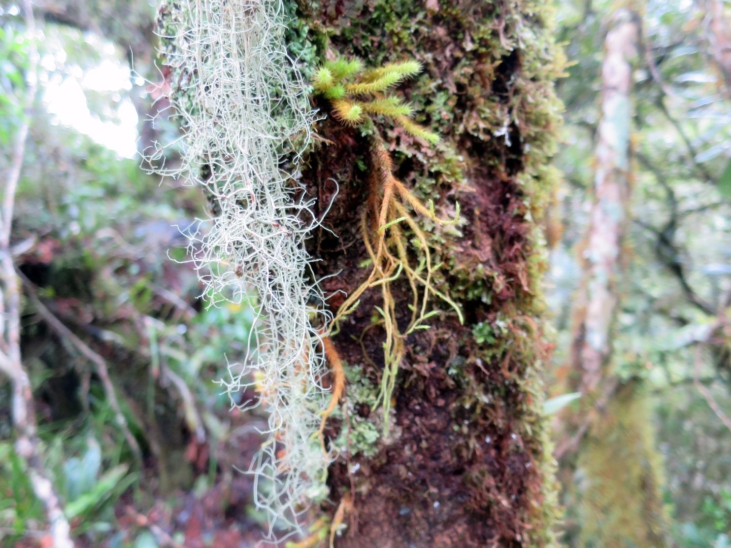 Fiber-Optic Jungle Insect Traffic Taster : 17 Steps (with Pictures ...
