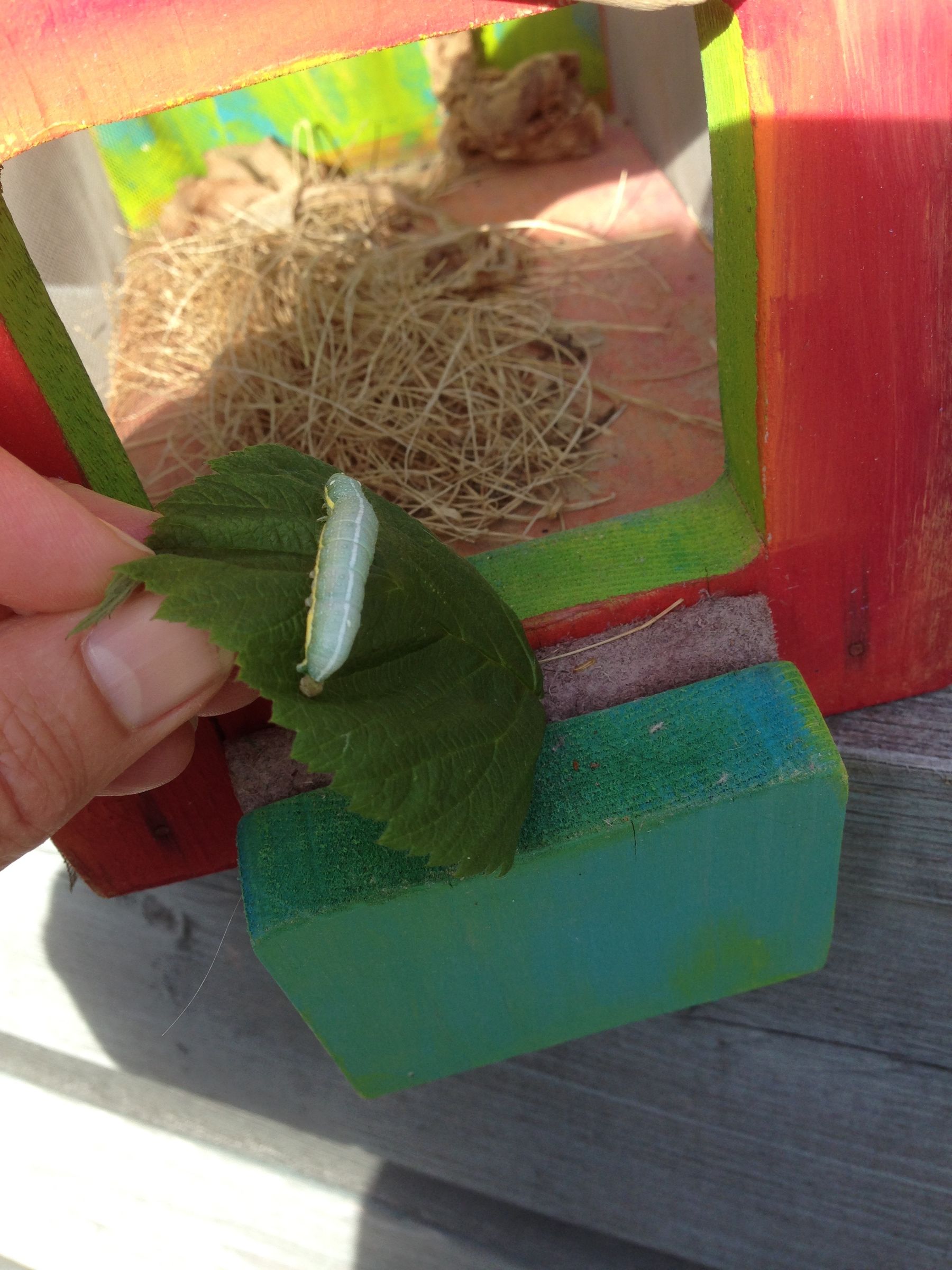 Bug House for Kids : 8 Steps (with Pictures) - Instructables