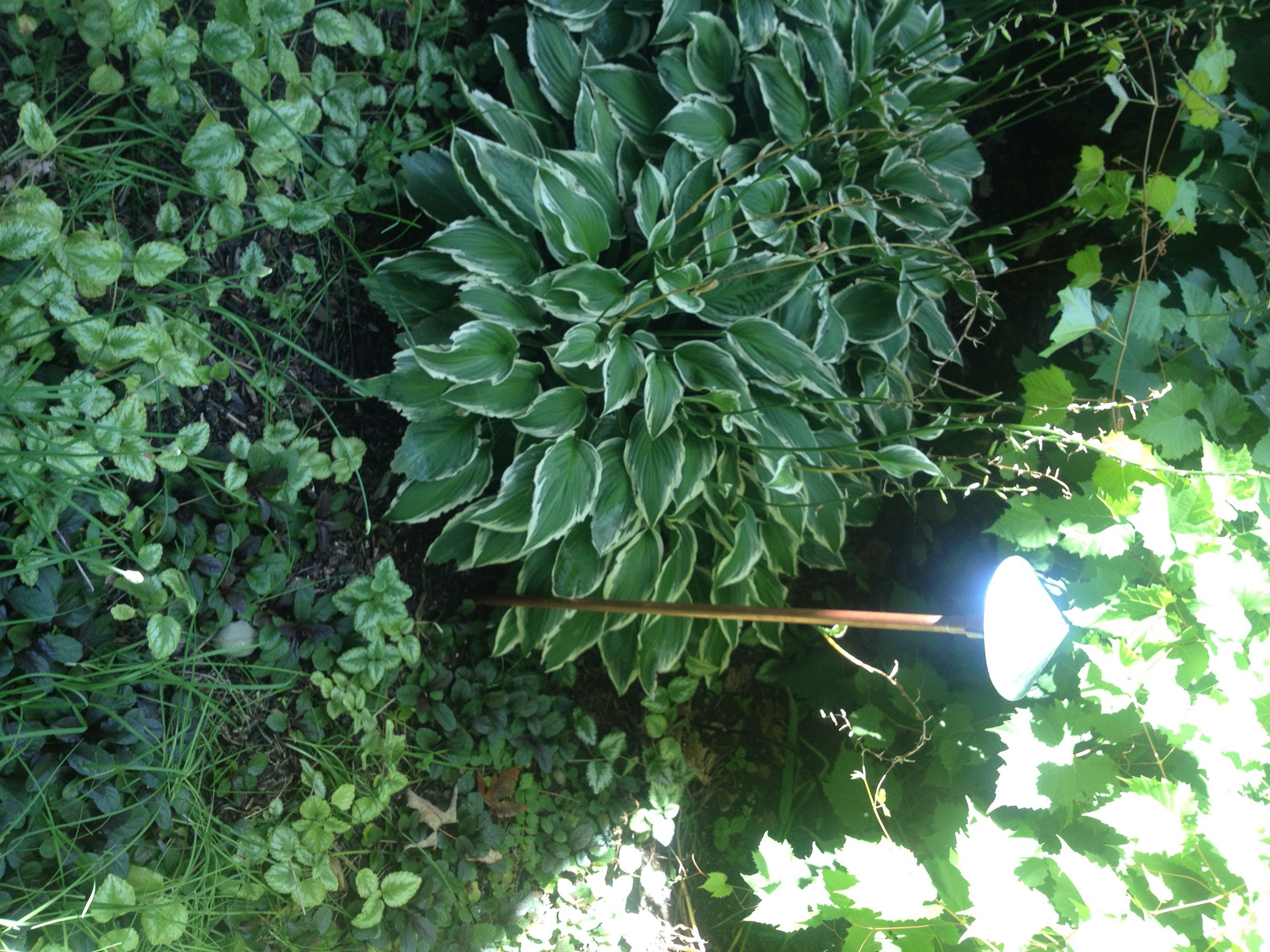 BushLight : 12 Steps (with Pictures) - Instructables