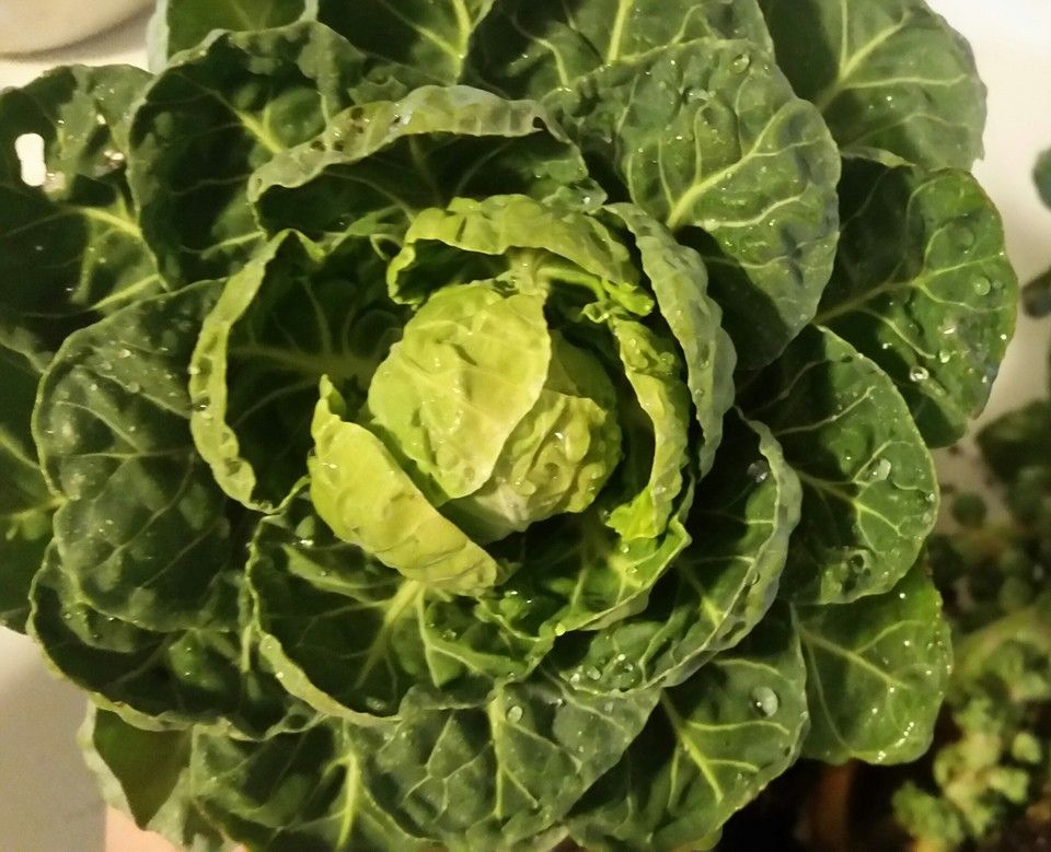 Super Fast, Super Healthy, Super Delicious Lunch - Instructables