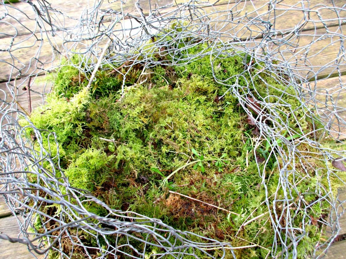 Chicken Wire and Moss Toadstool Living Sculpture : 7 Steps - Instructables