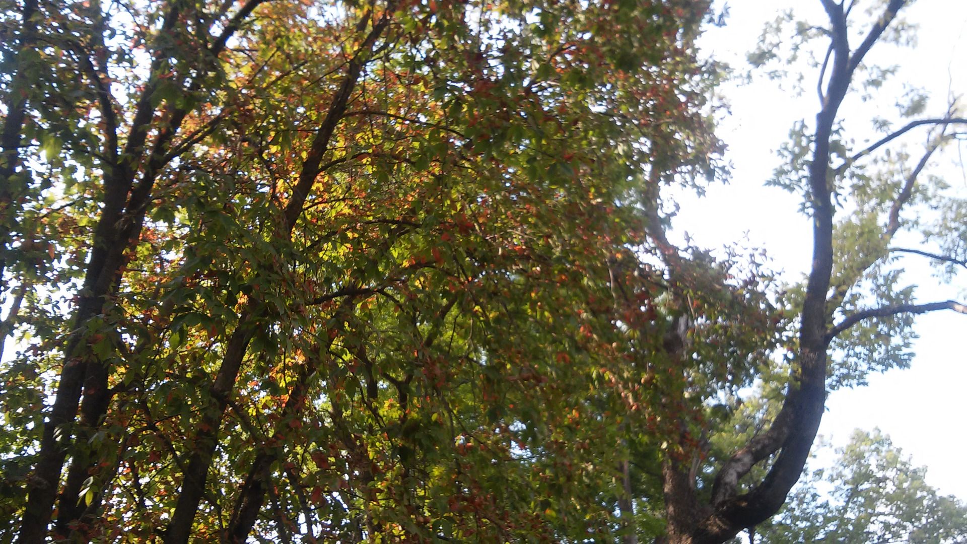 How to Find and Pick Buckeyes : 4 Steps - Instructables