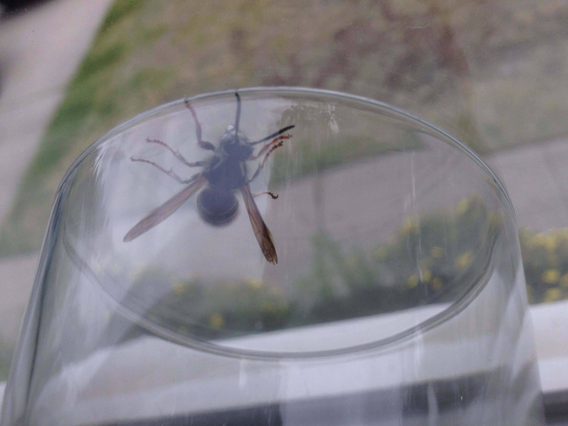 Catch and Release Insects : 5 Steps (with Pictures) - Instructables