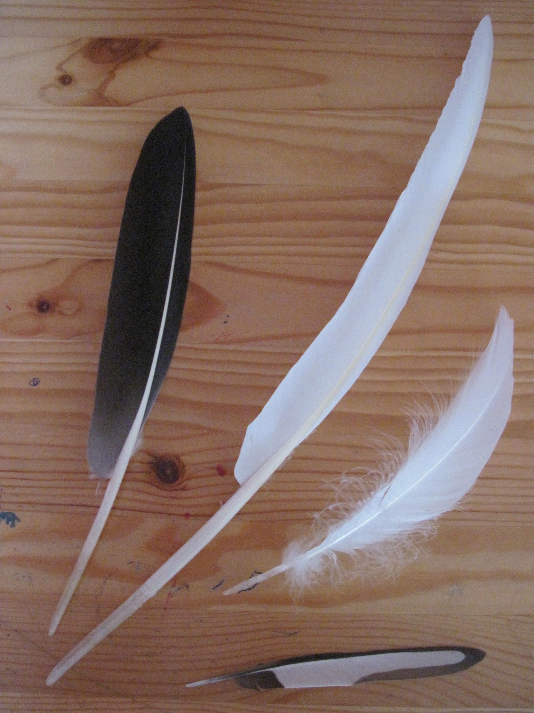Feather Ballpoint Pen : 4 Steps - Instructables