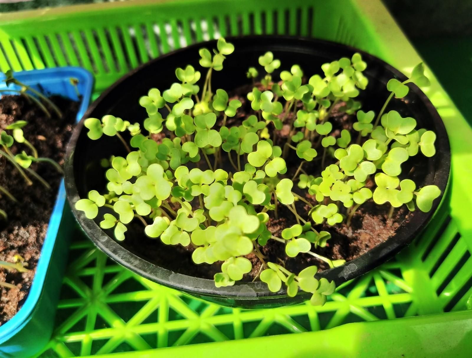 Basic Guide to Grow Micro 'green' : 14 Steps (with Pictures ...