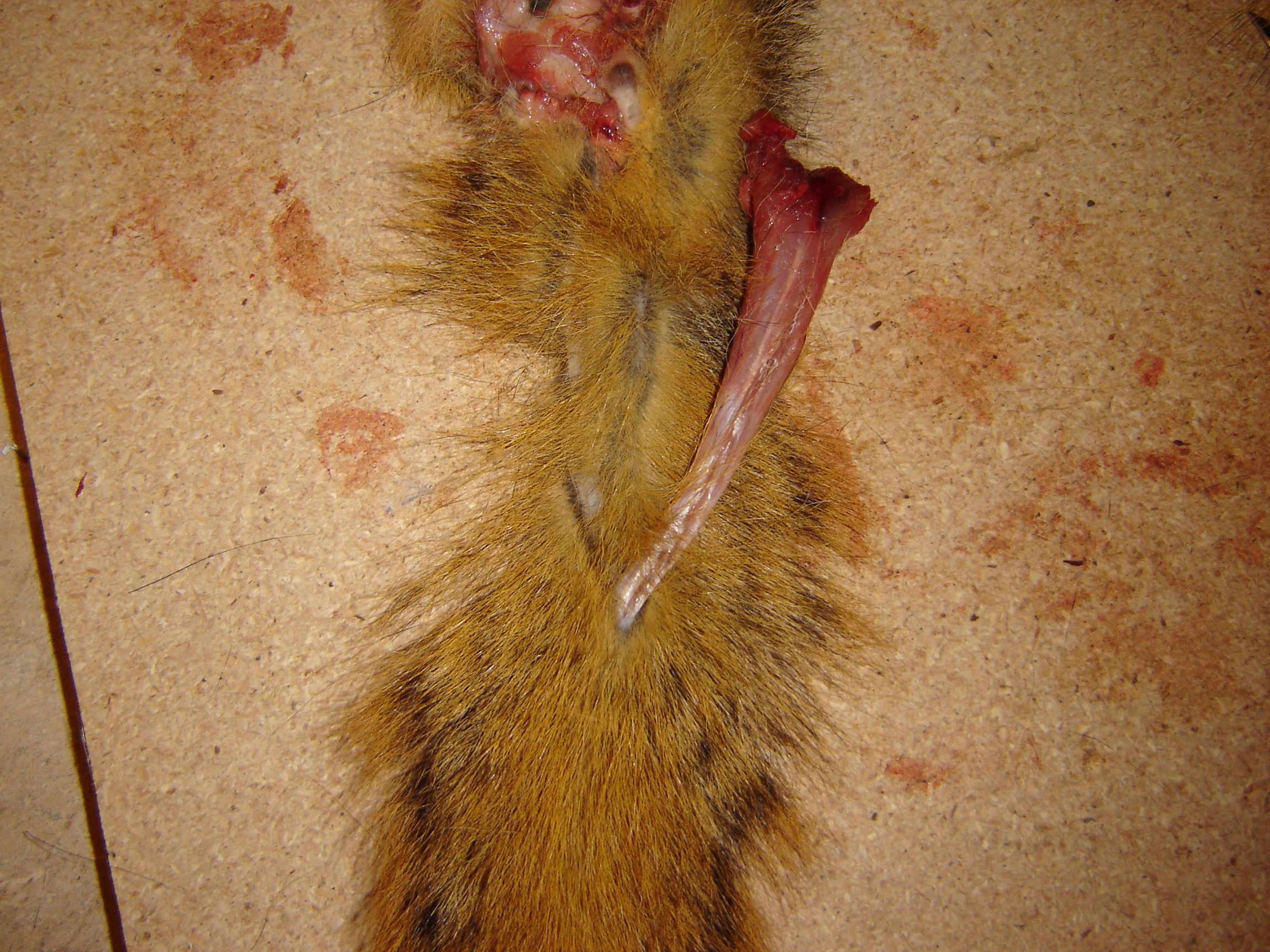 Curing Small Animal Pelts, Squirrels Rabbits Etc.. : 6 Steps ...