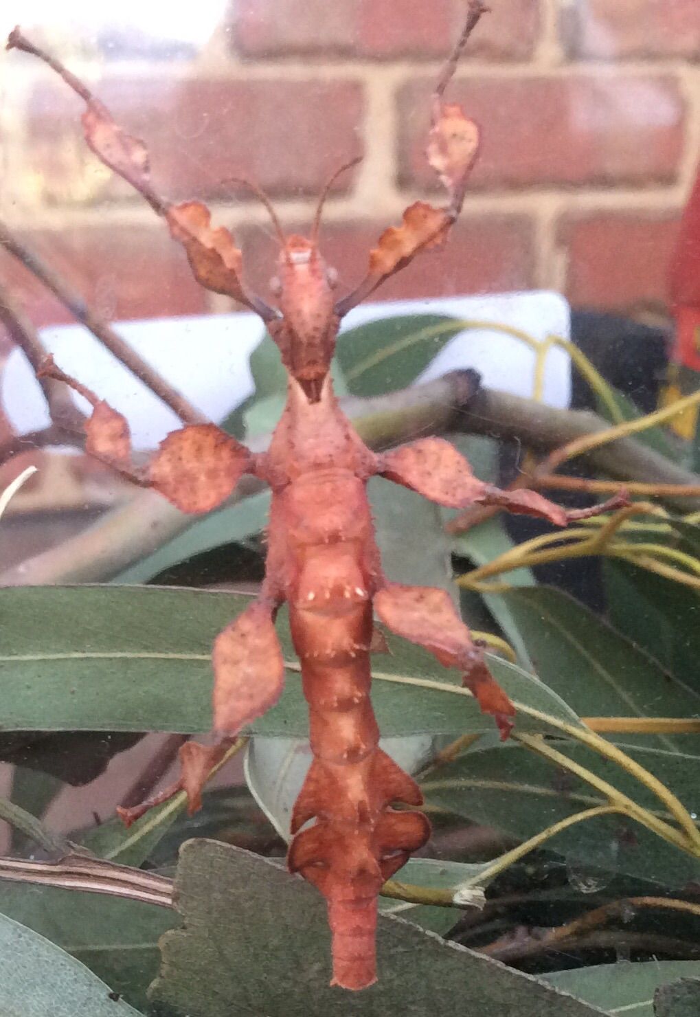 Australian Leaf Insect