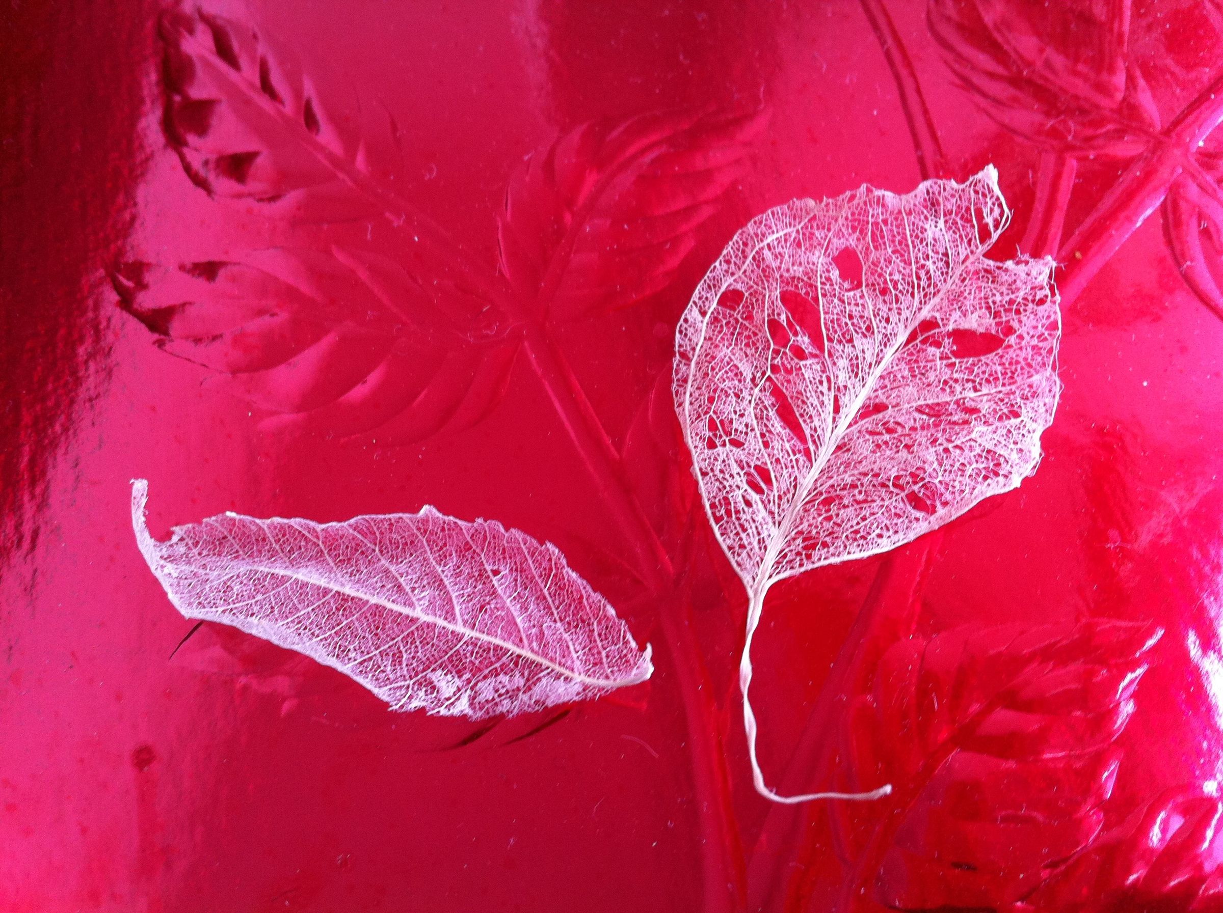 Leaf Skeletonization : 6 Steps (with Pictures) - Instructables