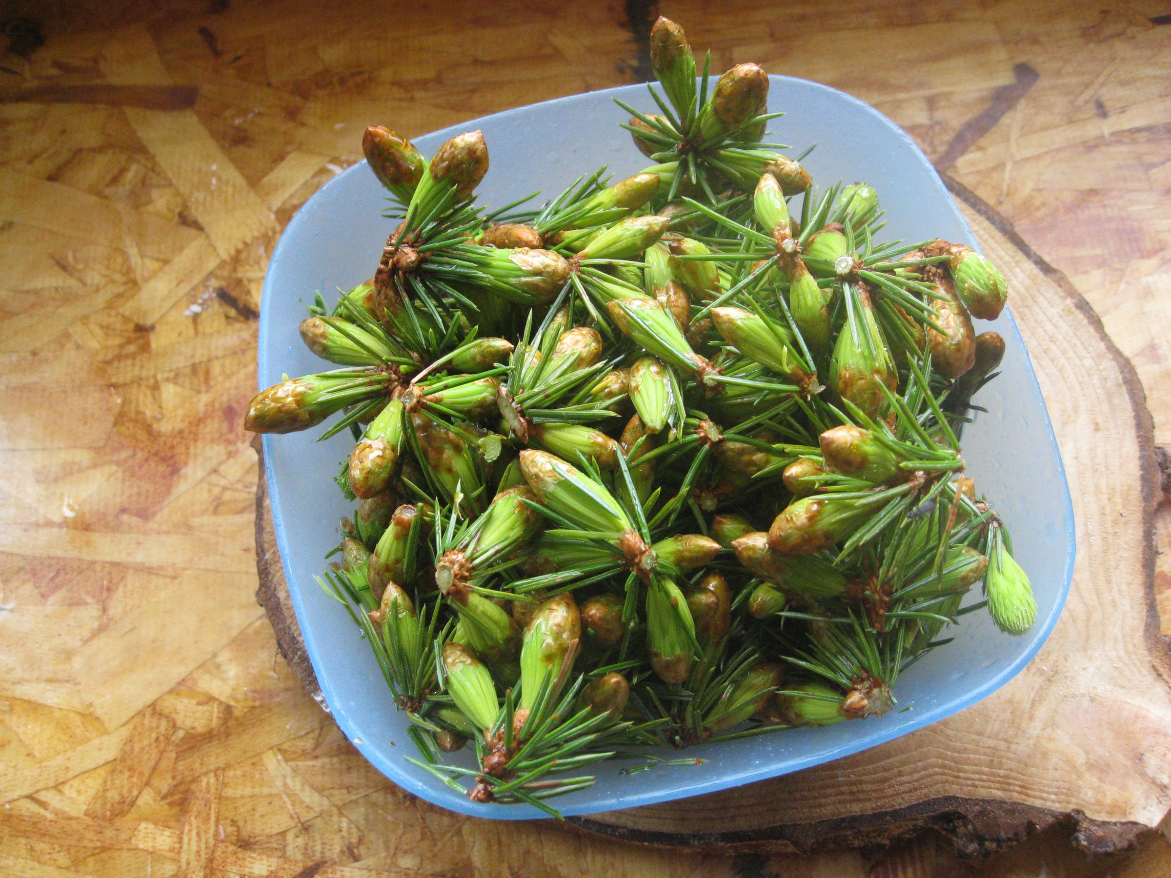 Spruce Tip Syrup : 6 Steps (with Pictures) - Instructables