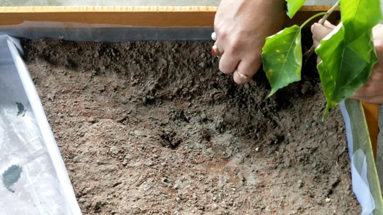 Turtle Habitat for Baby Turtles | Homemade Turtle Garden : 18 Steps ...