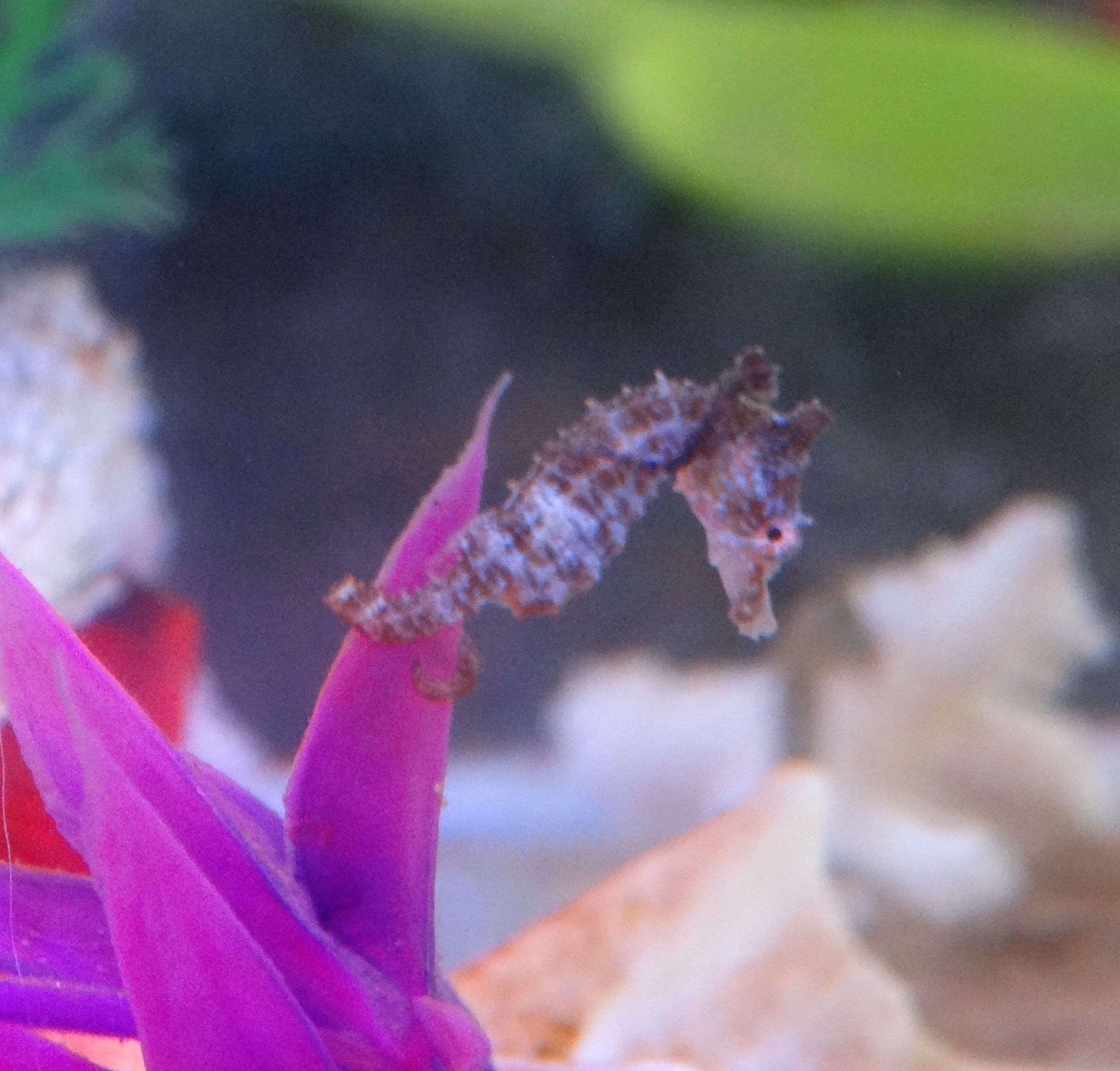 Keeping Dwarf Seahorses : 14 Steps (with Pictures) - Instructables